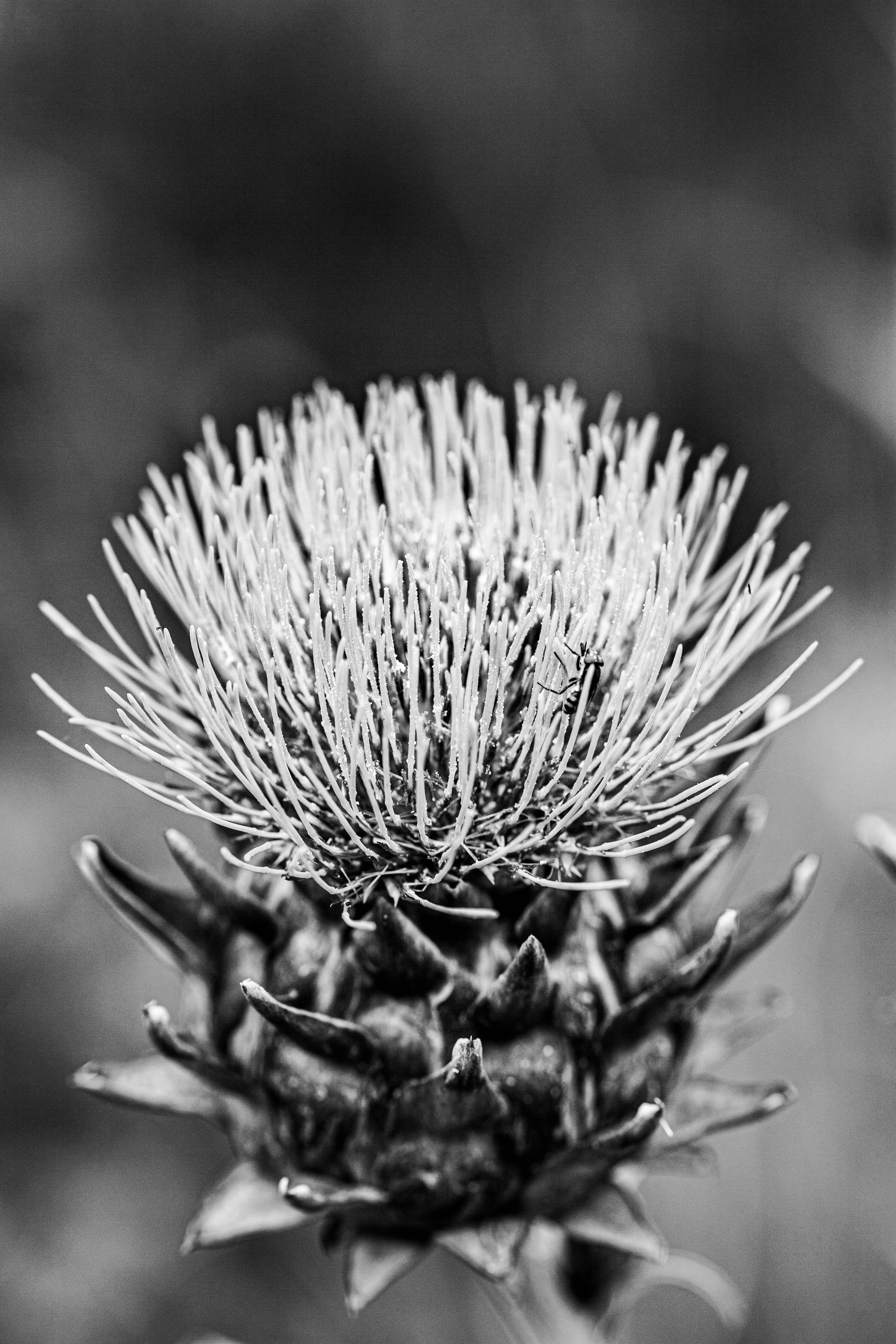 A close-up photograph of a thistle flower.