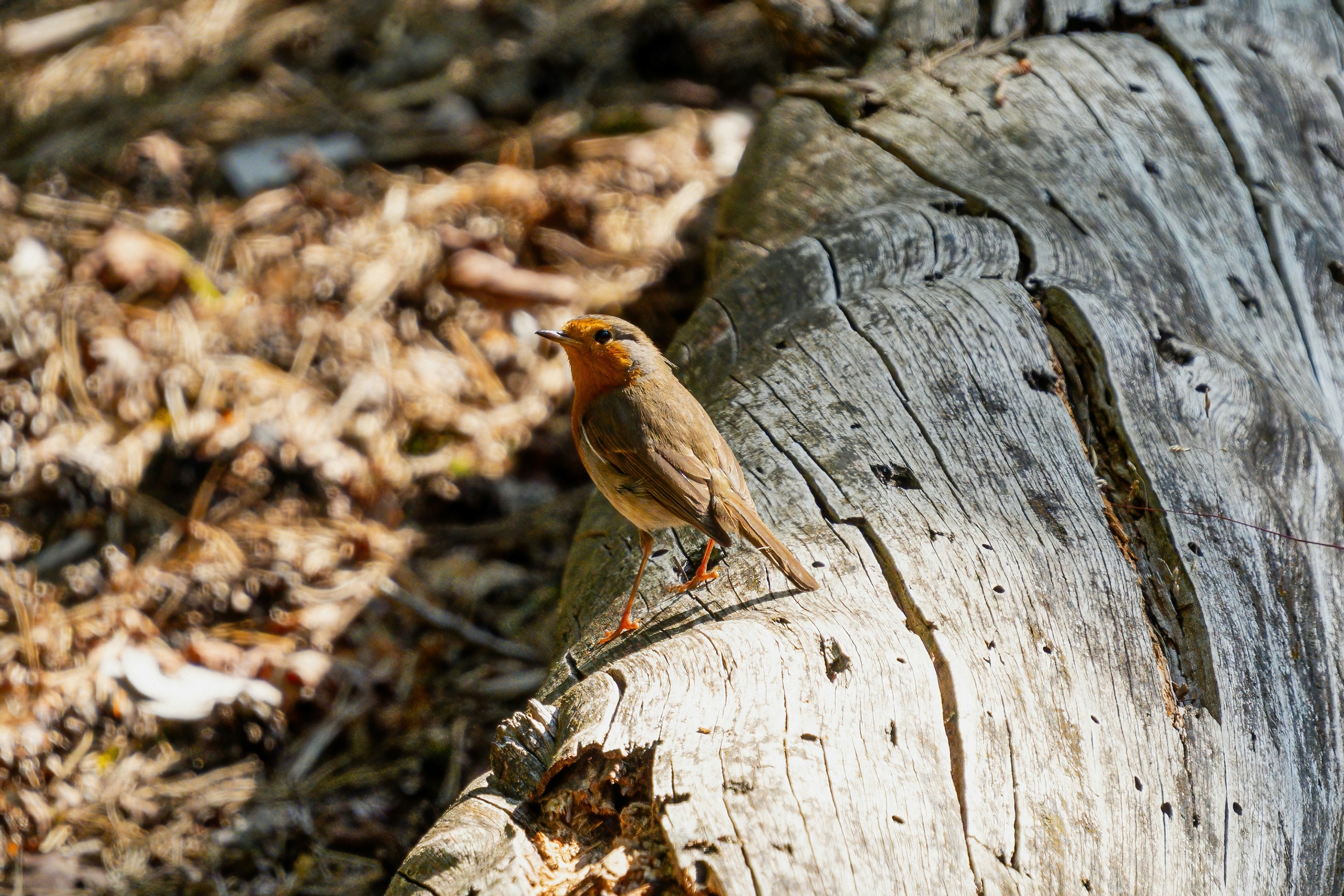 A robin perches on a weathered log.