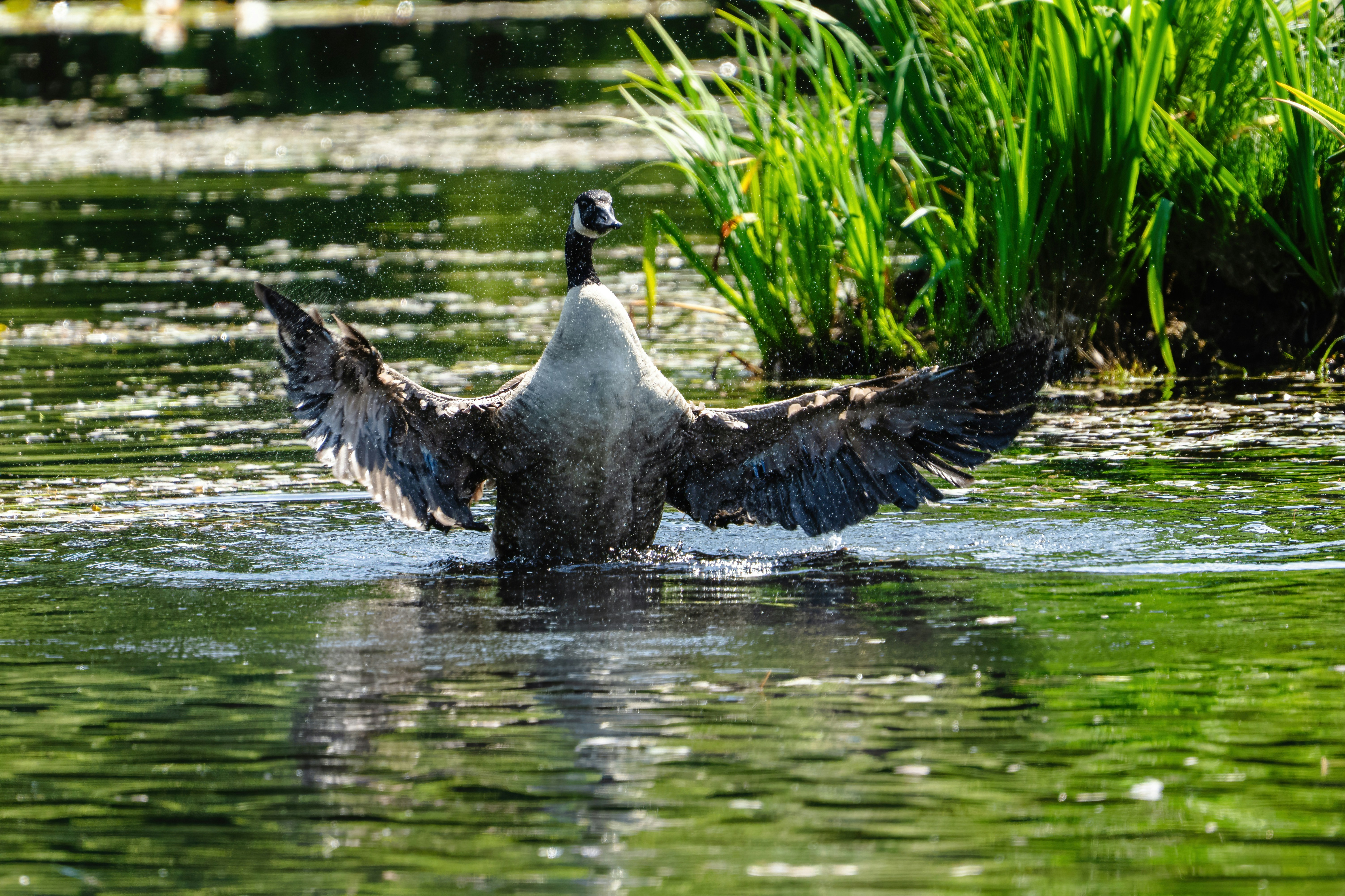 A goose spreads its wings in the water.