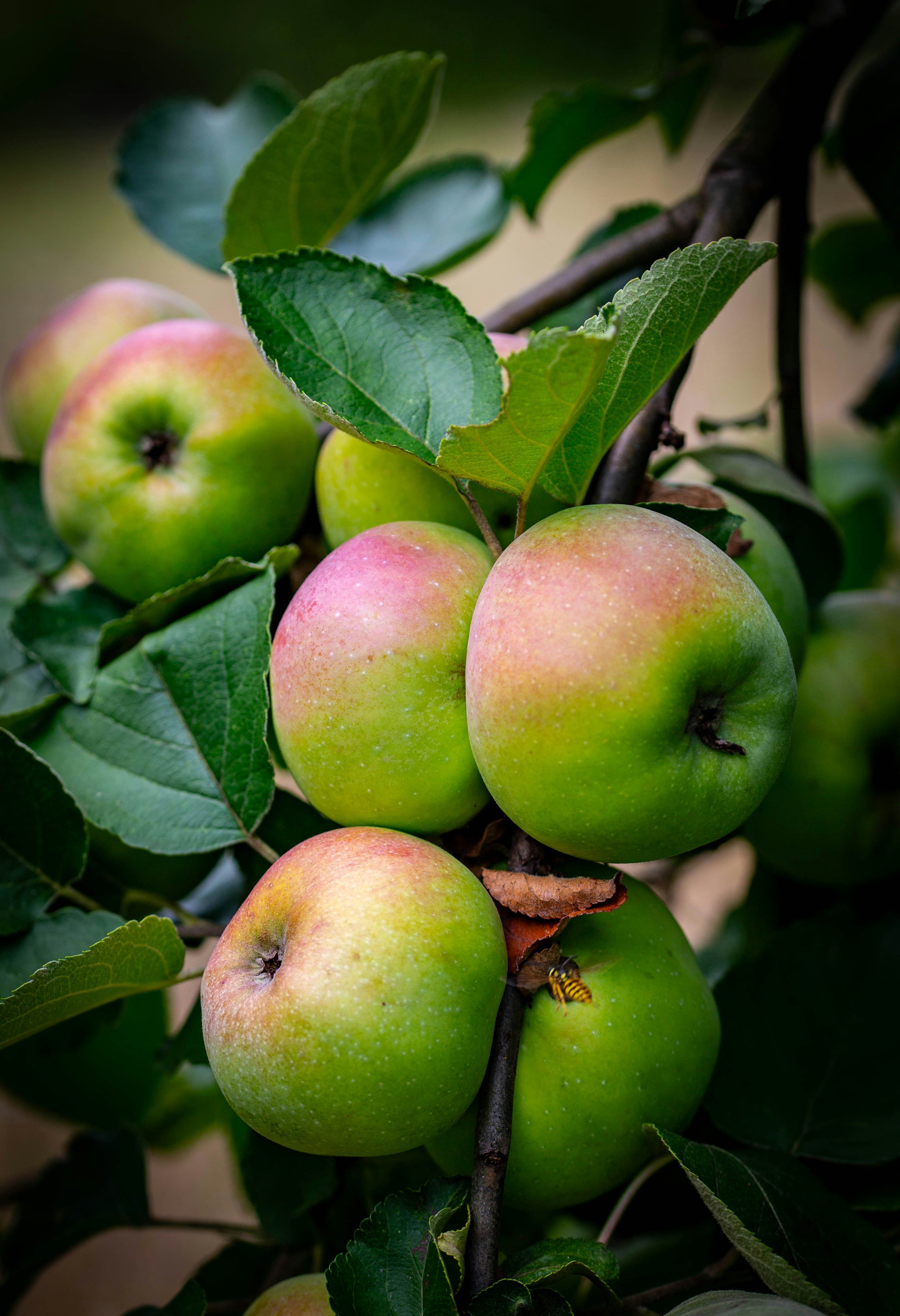 Apples ripen on the tree.
