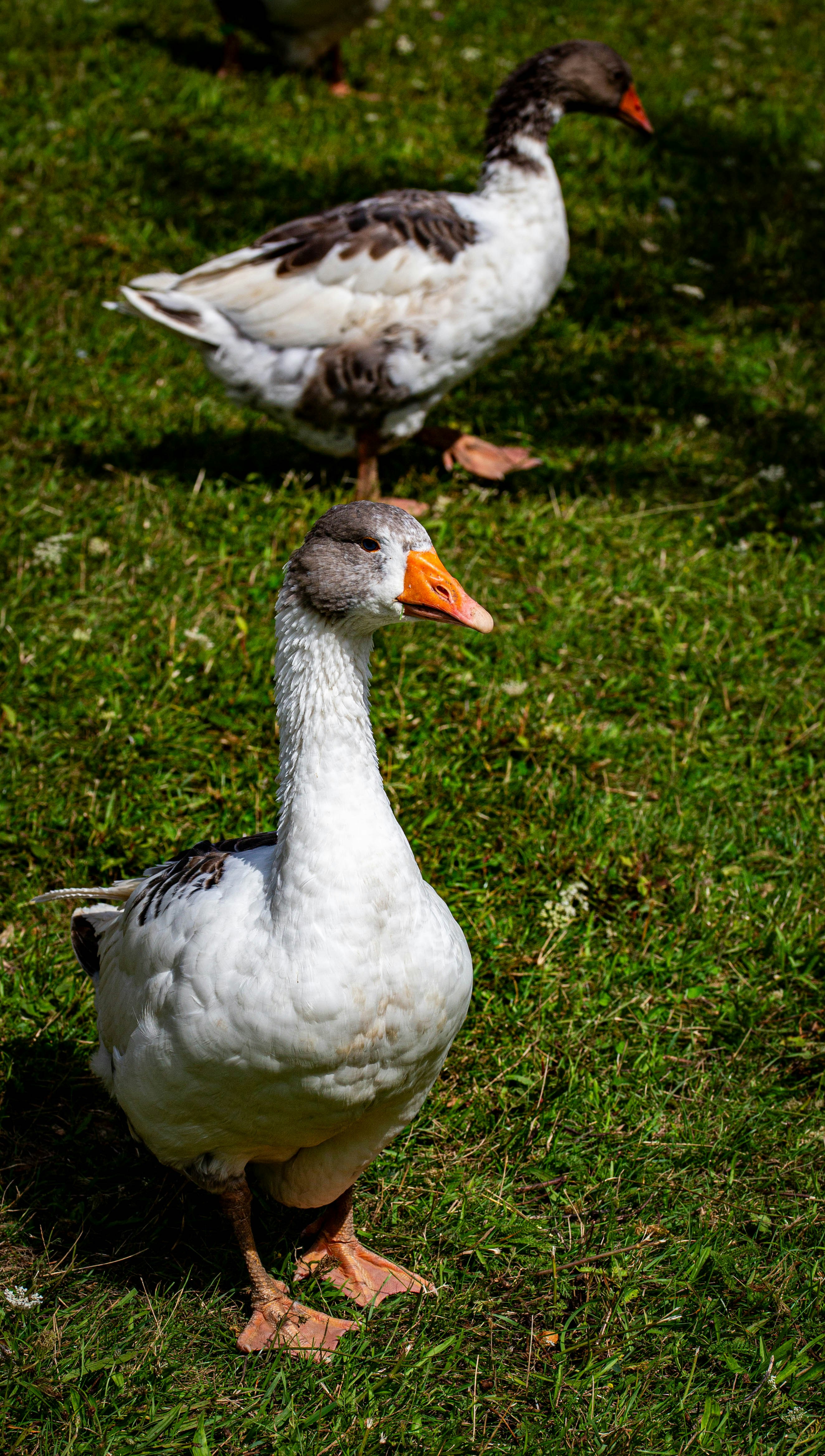 Geese stand on green grass under the sunlight.