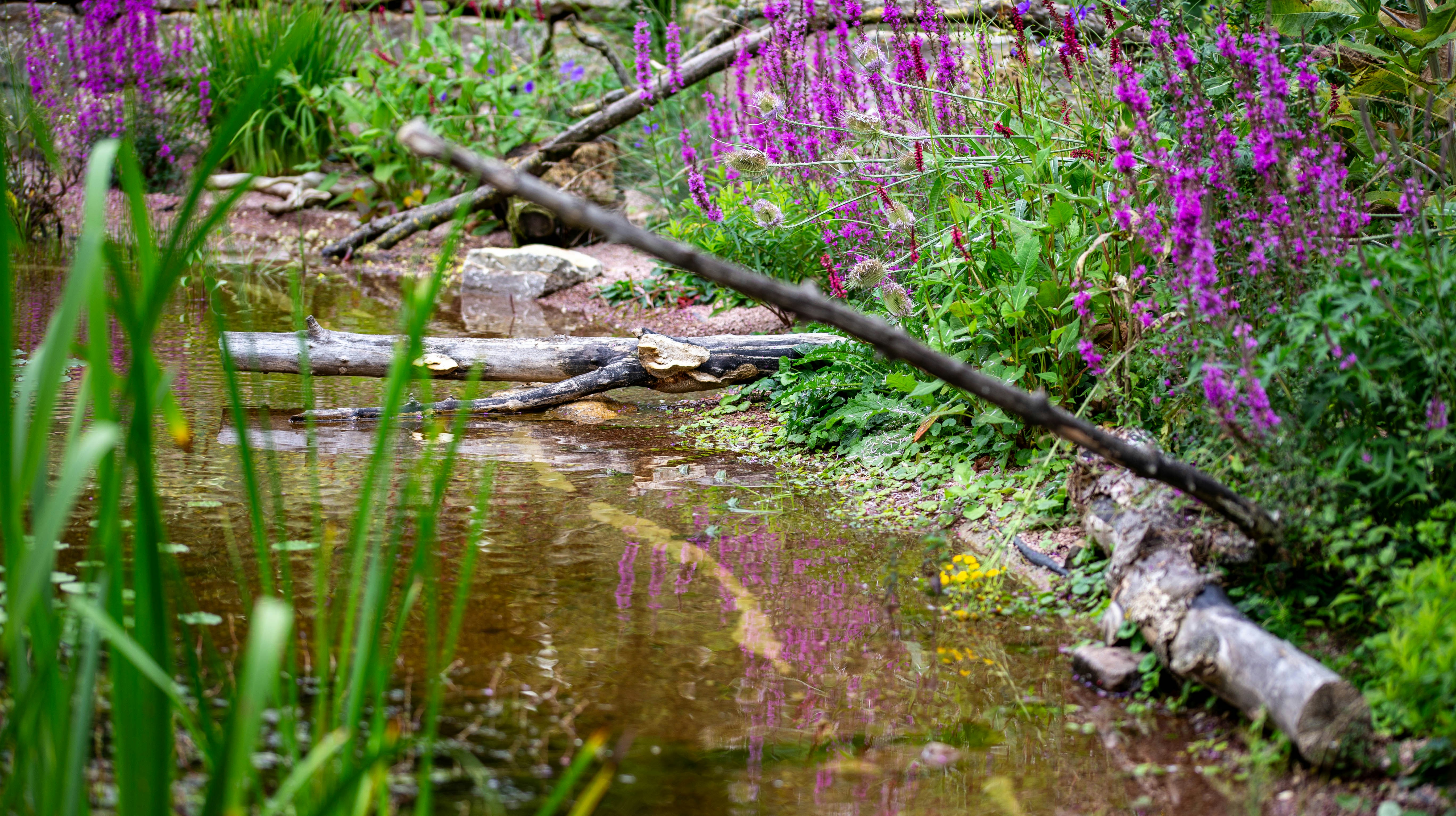 Vibrant purple flowers line a tranquil pond, with logs resting on the water's edge amidst lush greenery. Reflections dance on the surface, creating a harmonious scene.