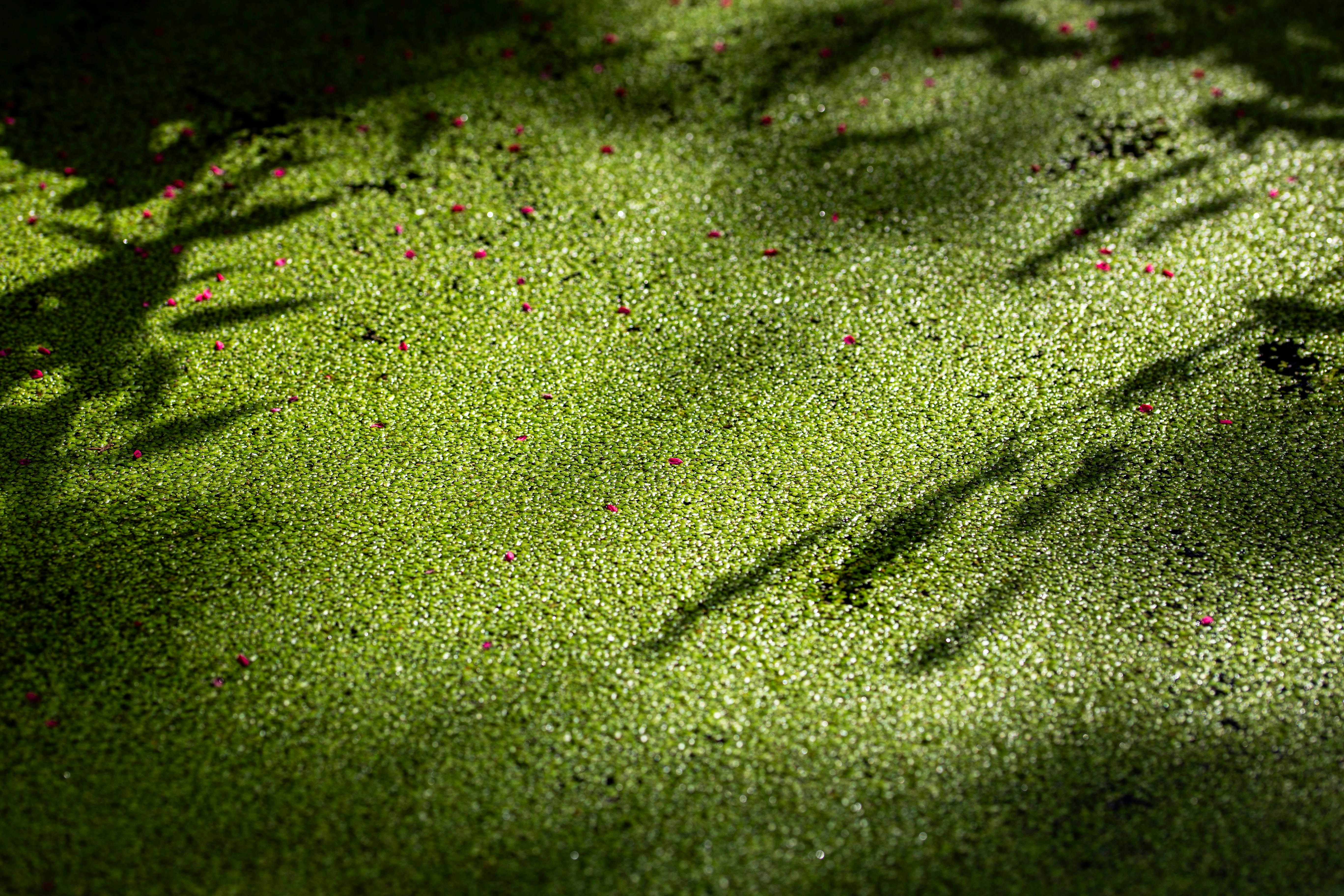 Green algae covers a pond surface with shadows. photo – Free Land Image ...