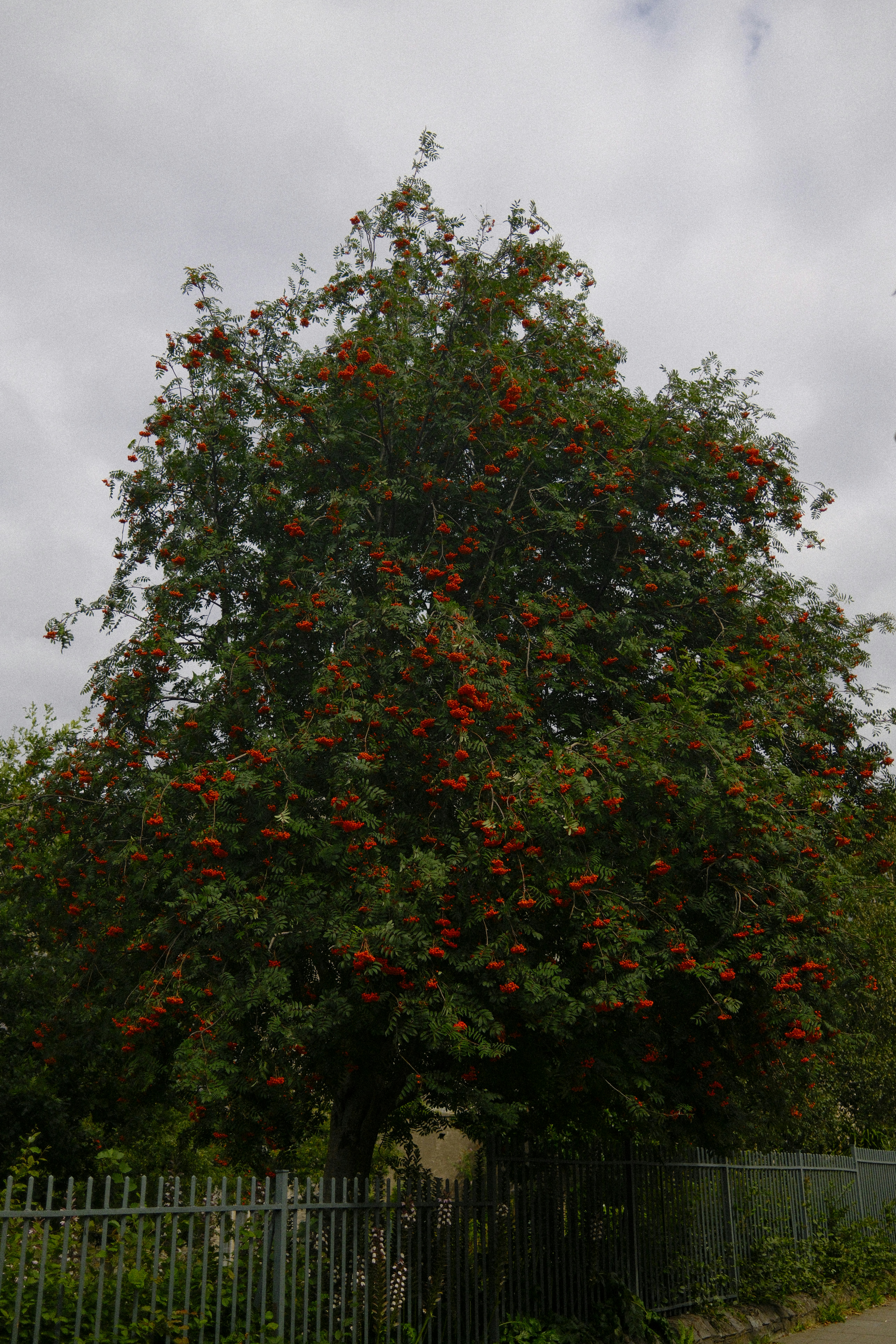 A tree laden with bright red berries.
