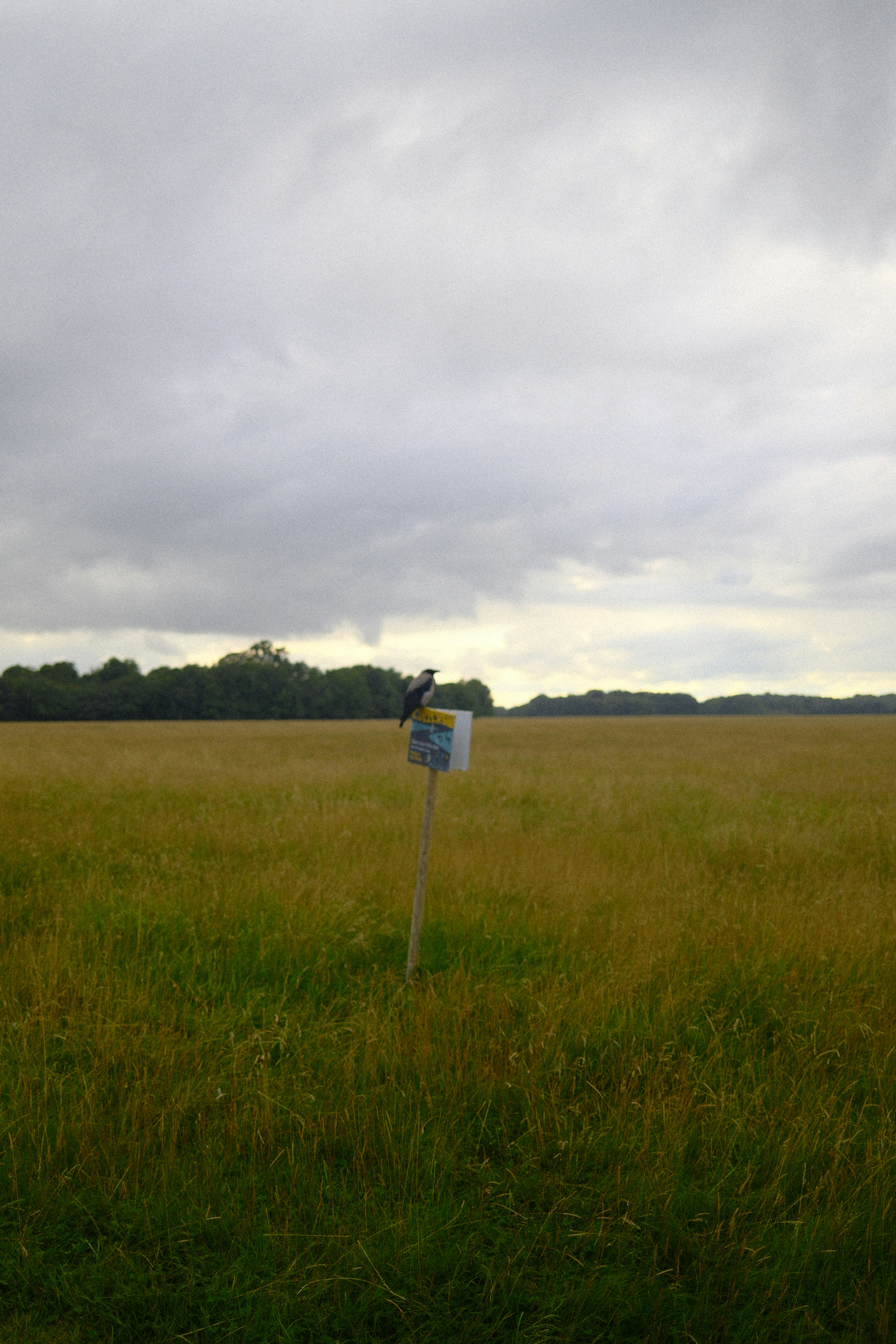 A bird sits atop a box in a field.