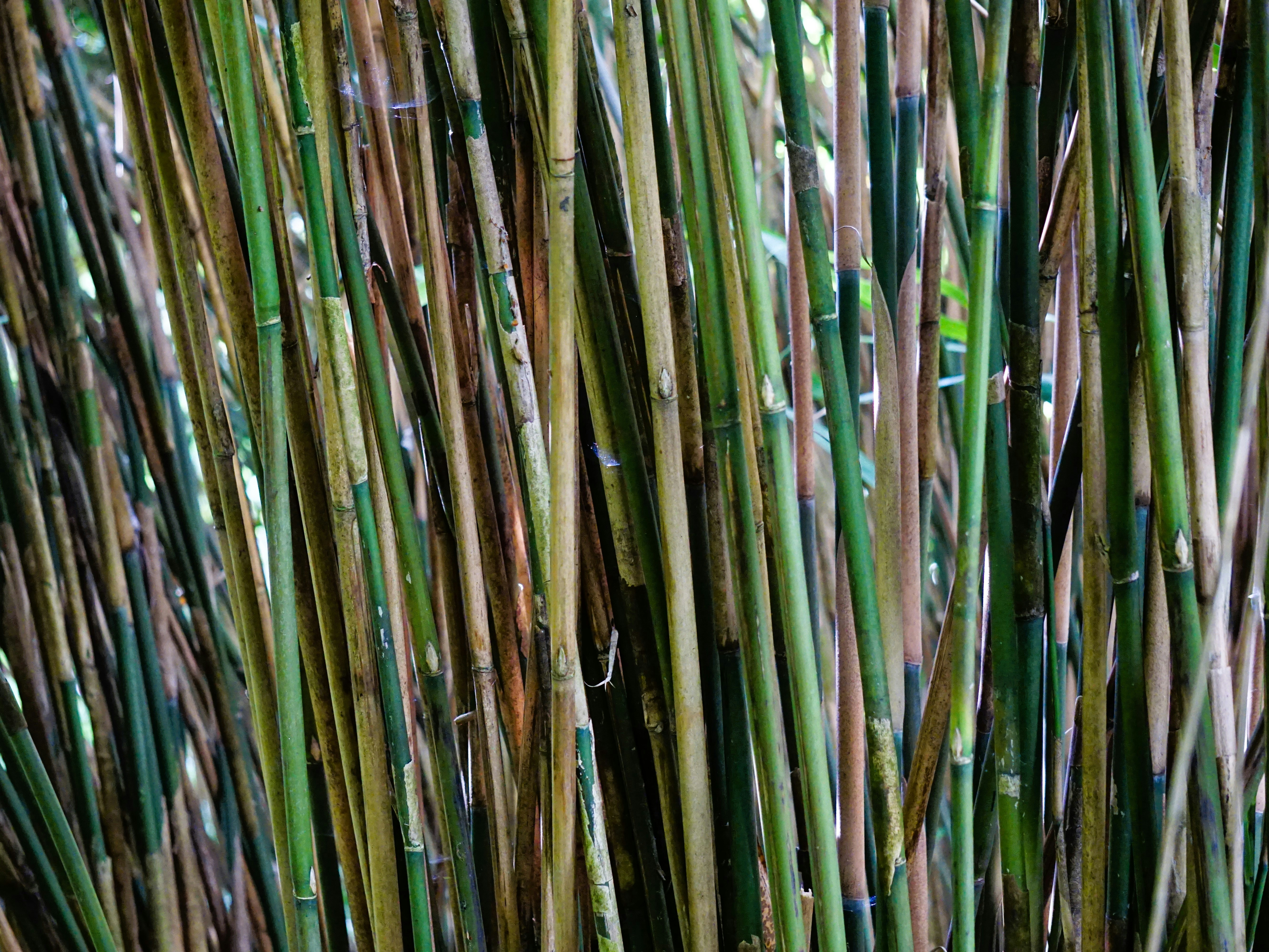 Bamboo. | Bamboo stalks display various shades of green and brown.