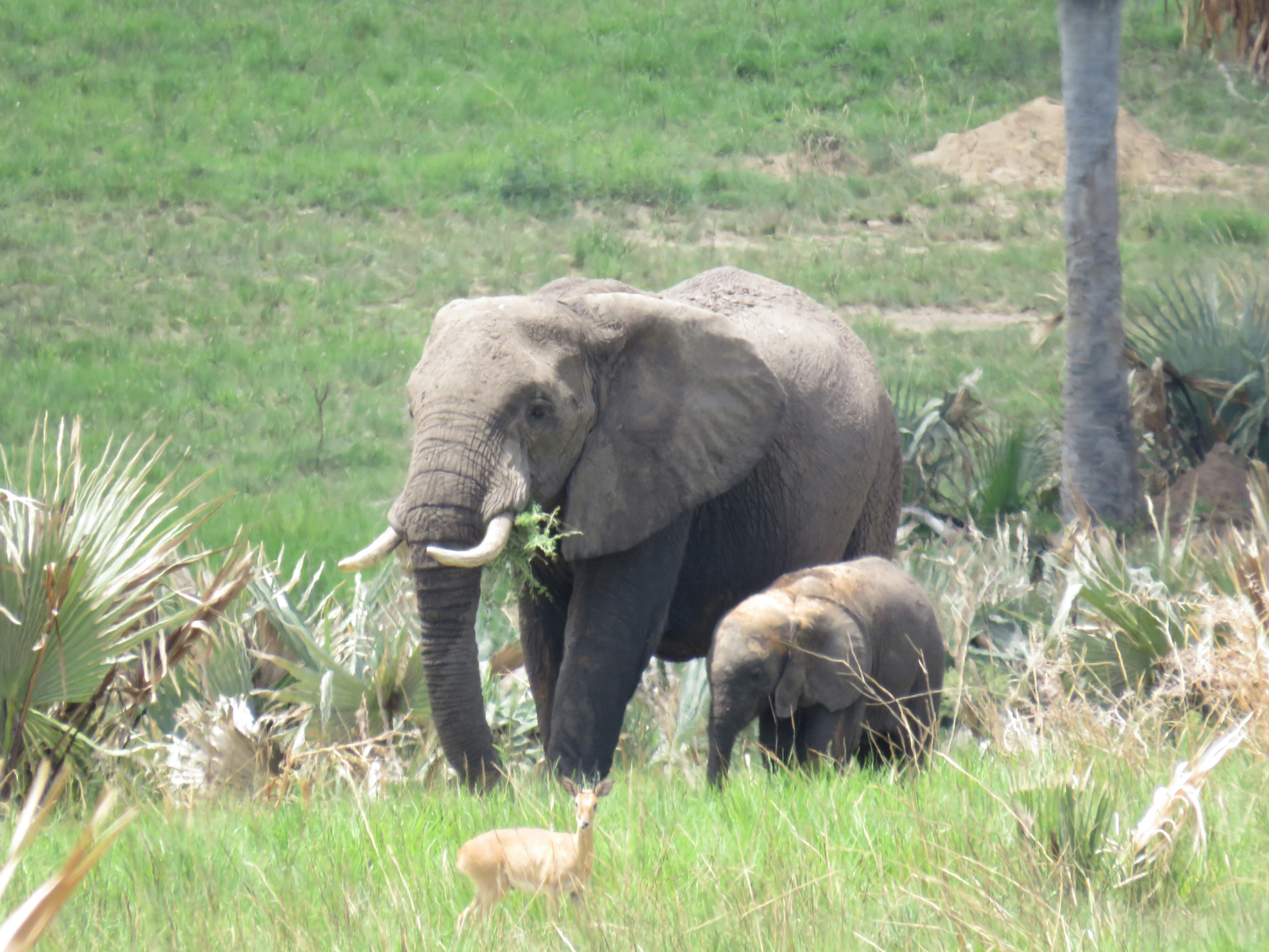 Gentle Giants in Their Habitat