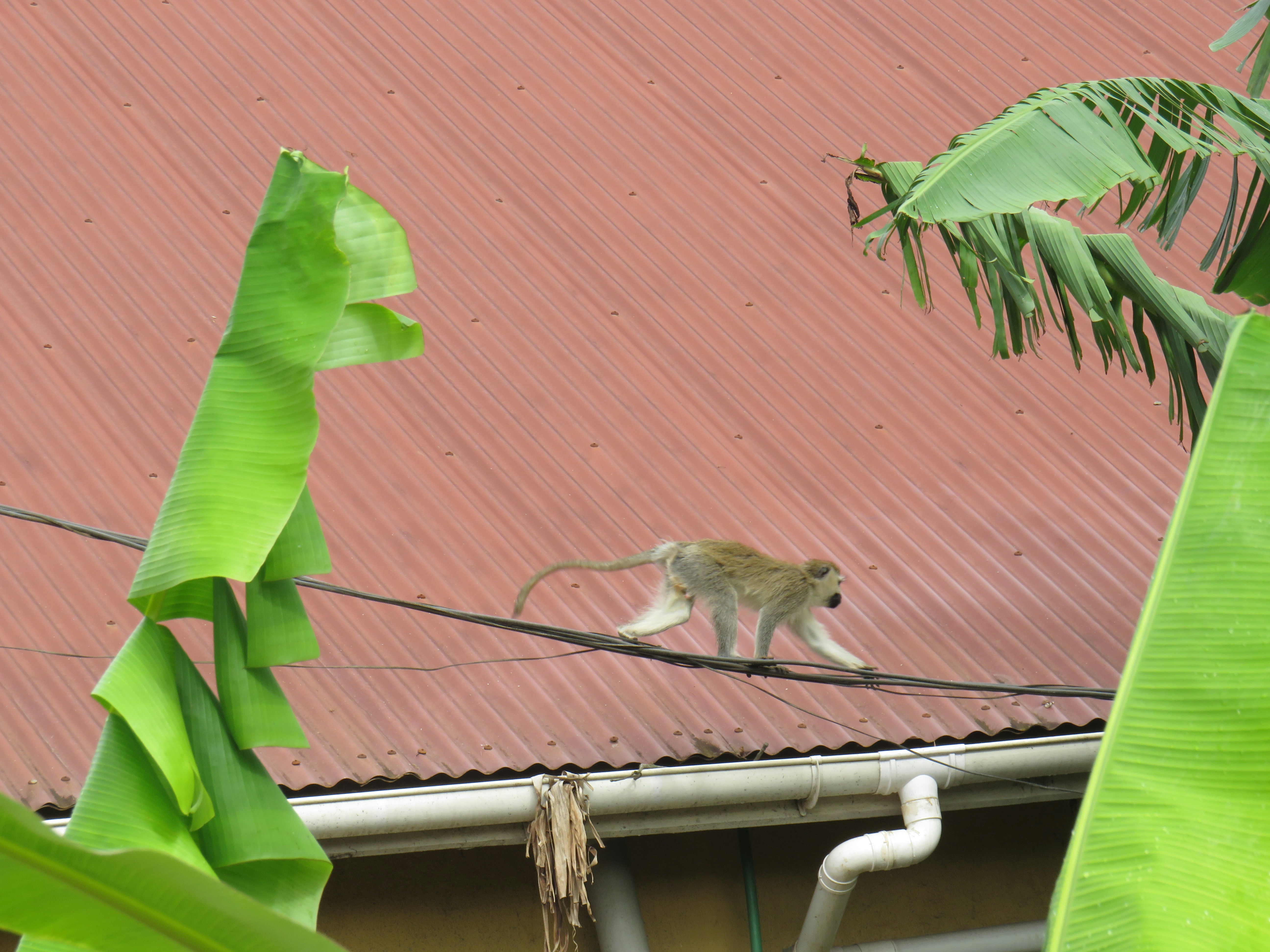 Aerial Acrobat: The Monkey's Balancing Act