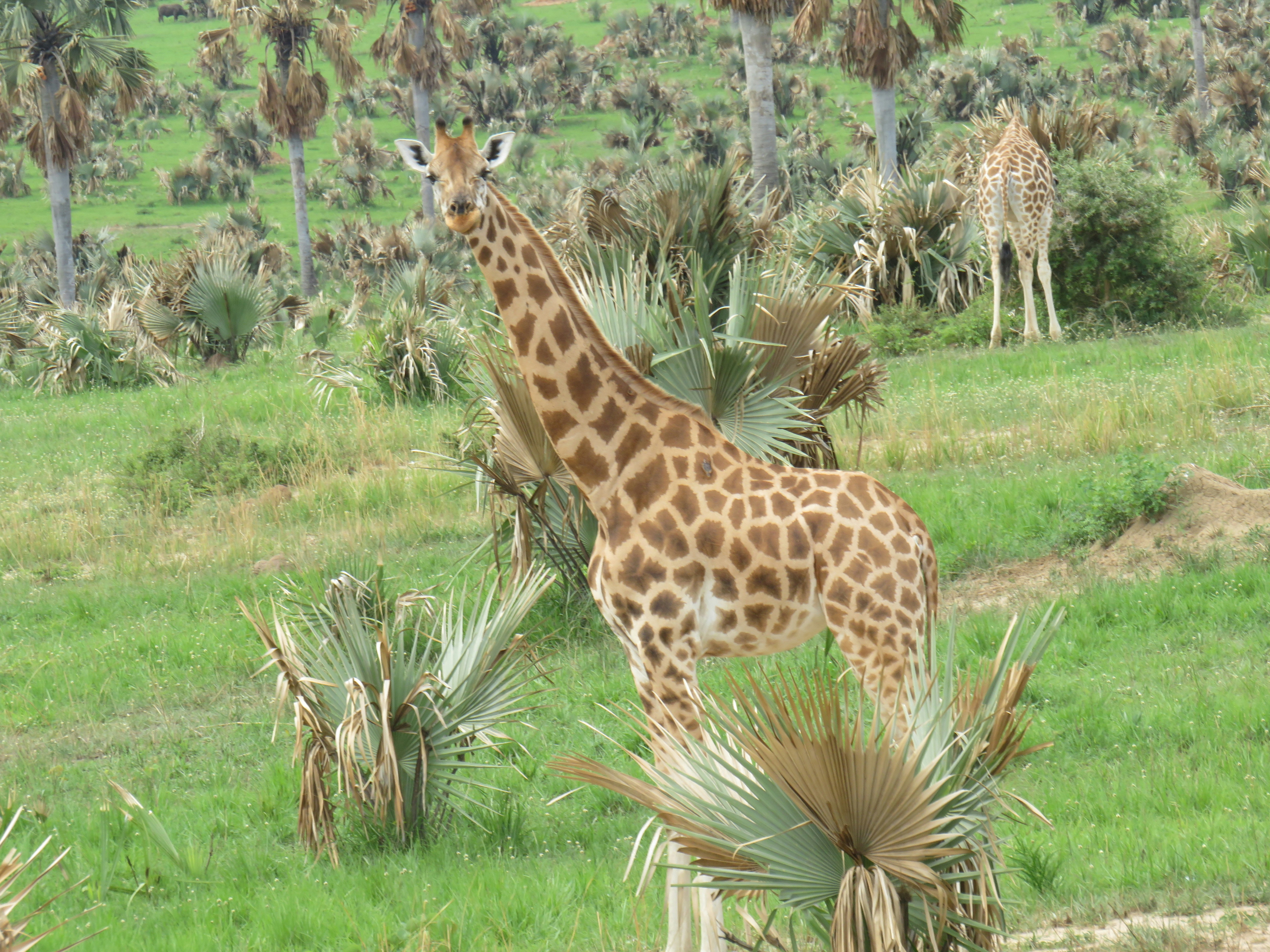 Graceful Giraffe Amidst Lush Greenery