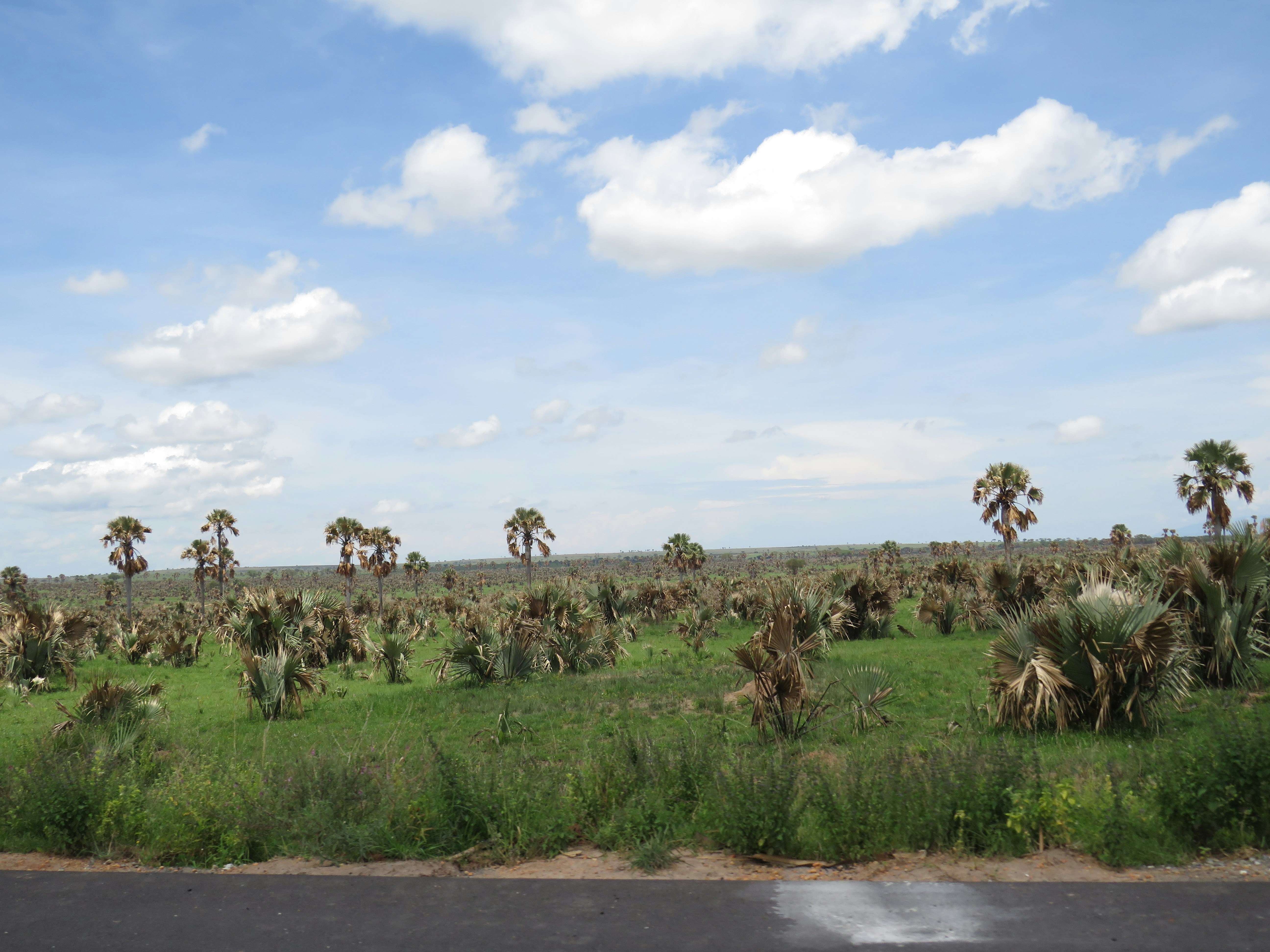 Verdant Expanse: A Tapestry of Nature's Resilience