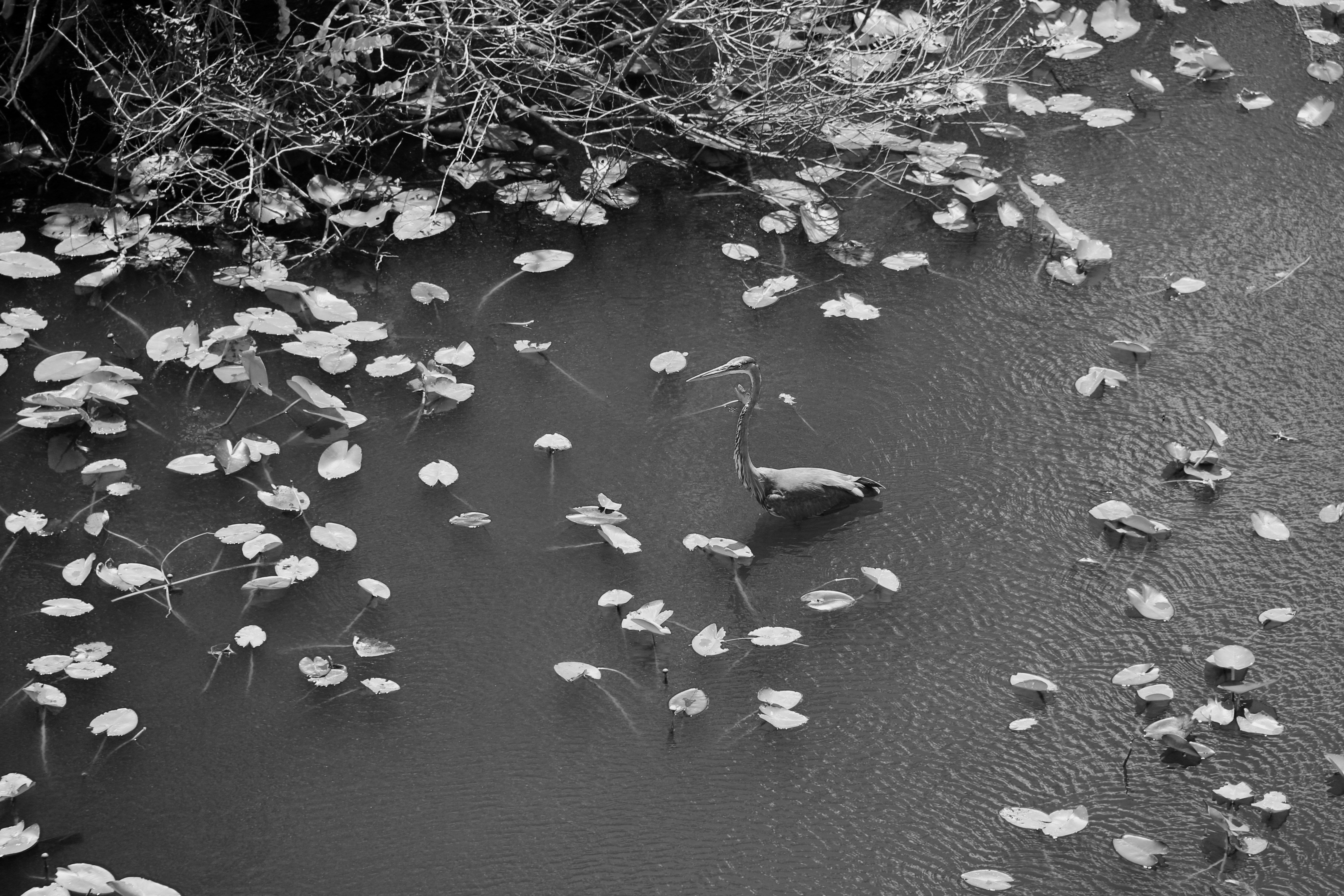 Elegance in Stillness: A Heron's Solitude