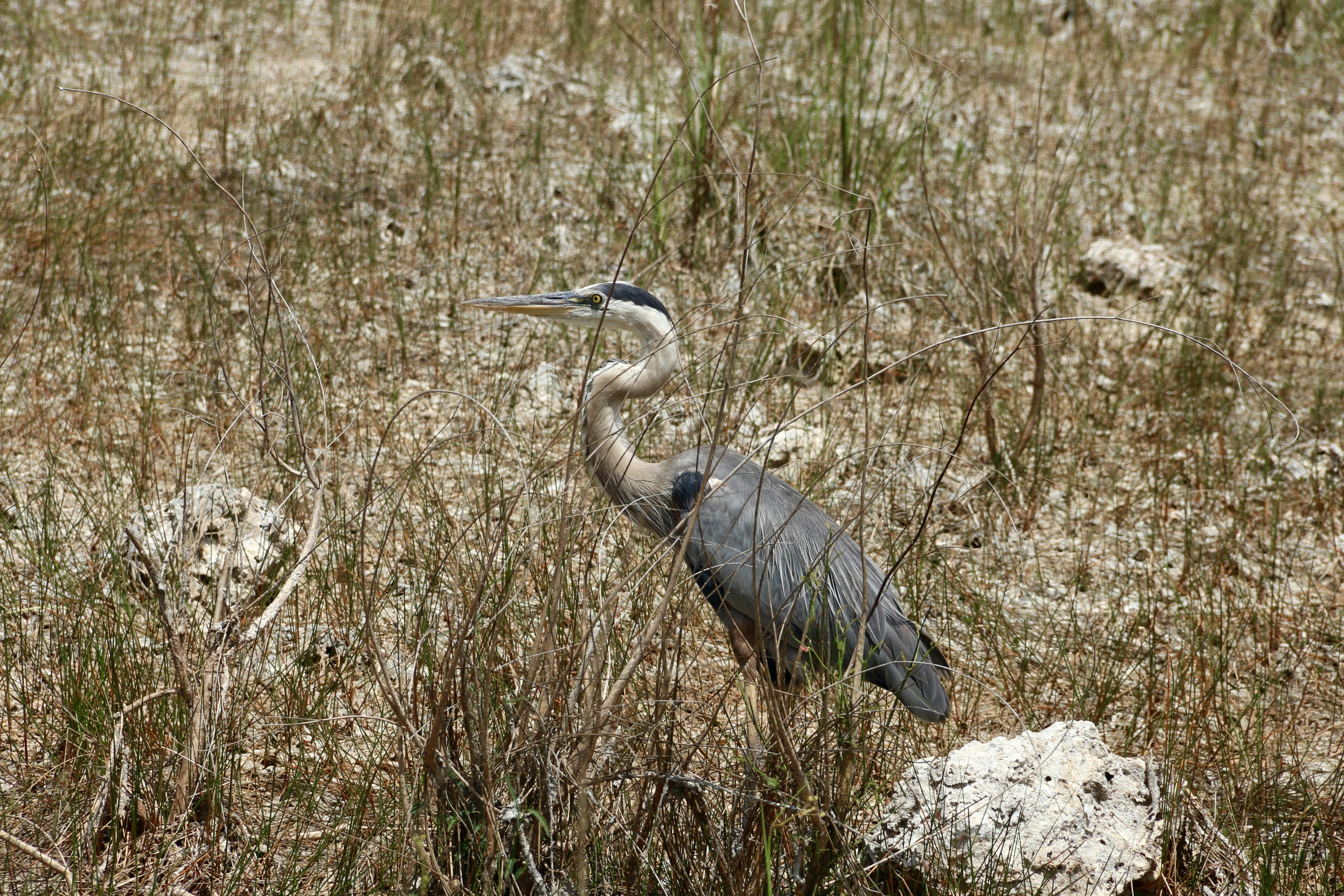 A great blue heron stands in the tall grass.