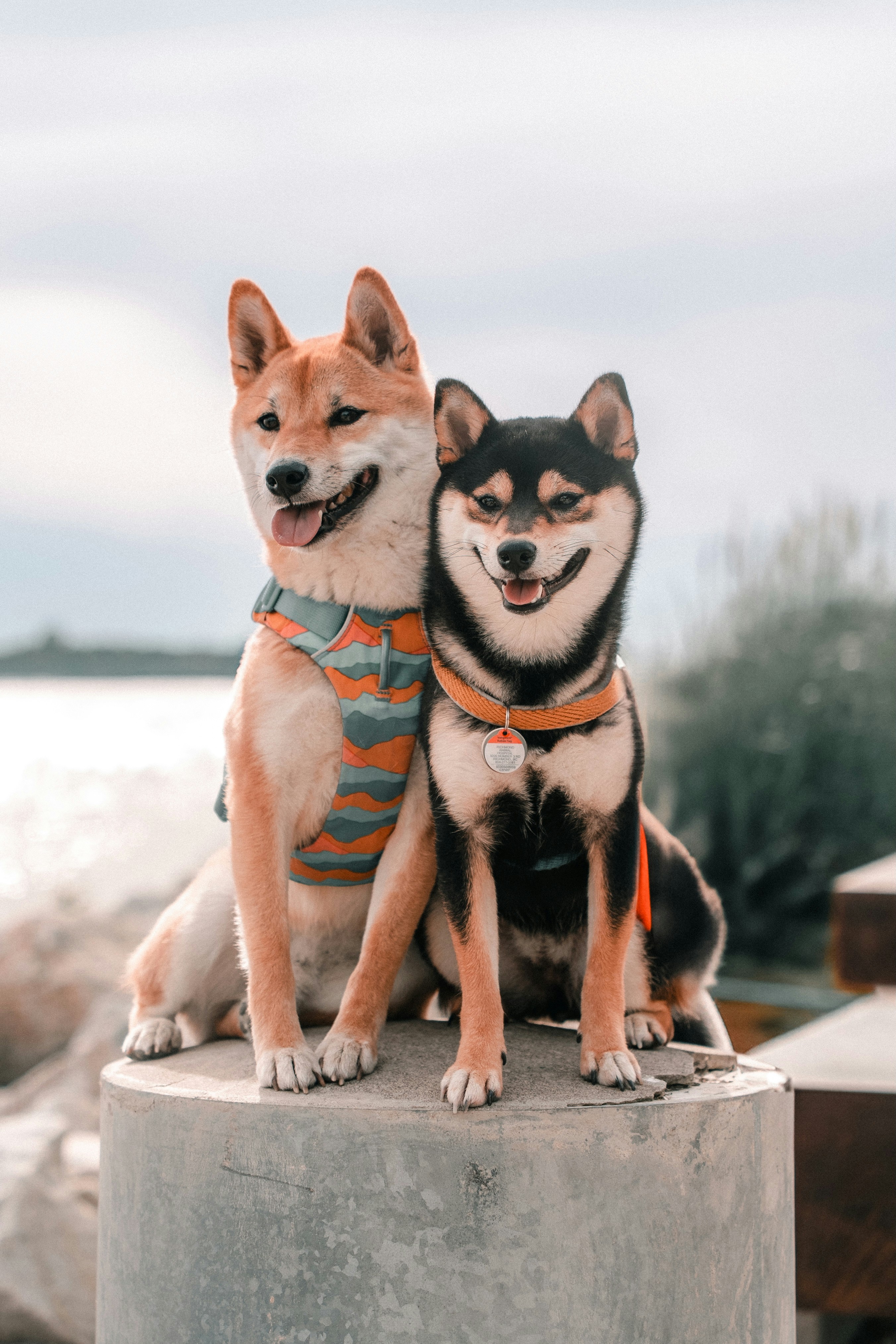 Two happy shiba inus pose for the camera.