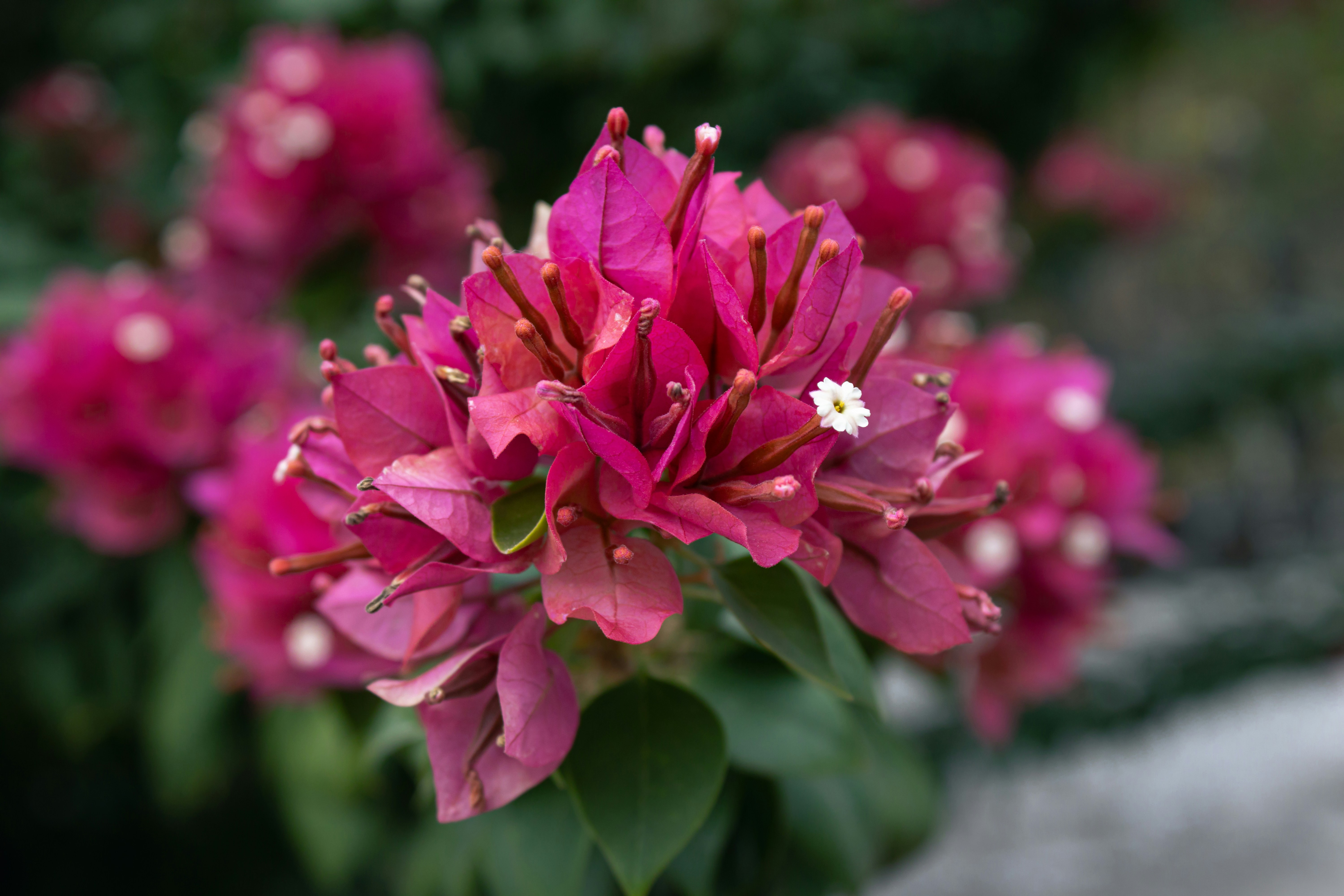 Vibrant Bougainvillea Blooms in Focus