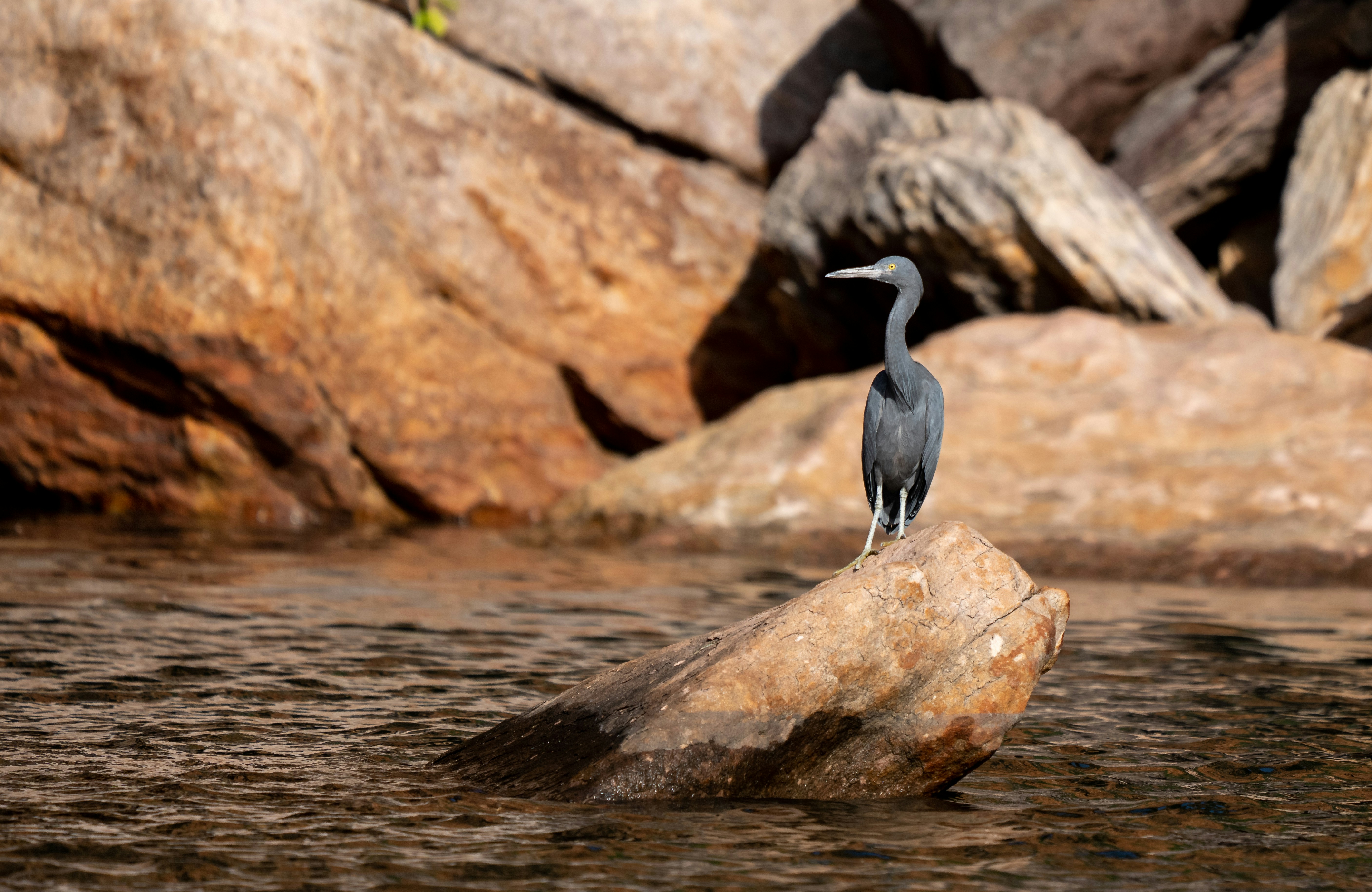 A bird stands on a rock in the water.