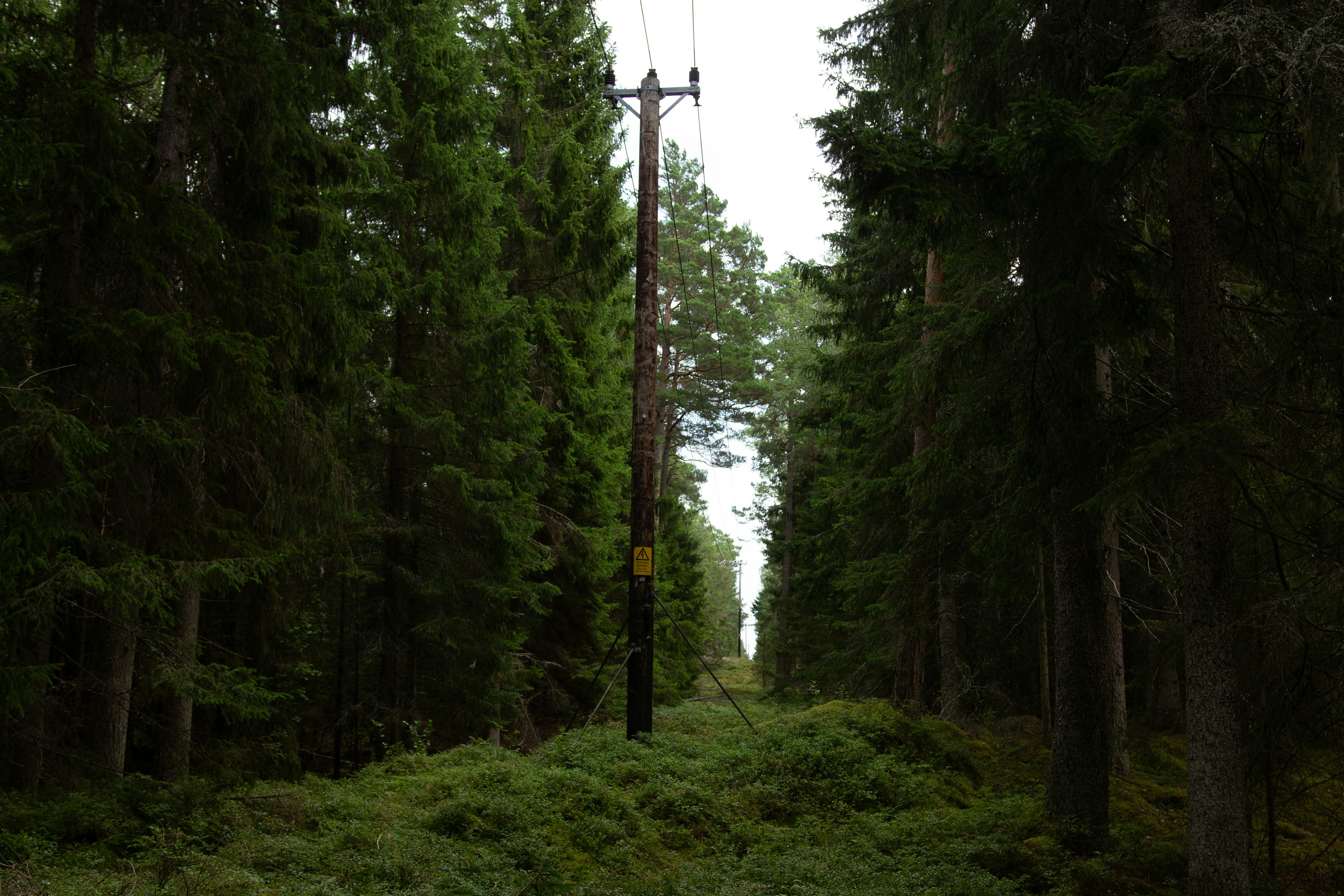 Whispers of the Woodland Path