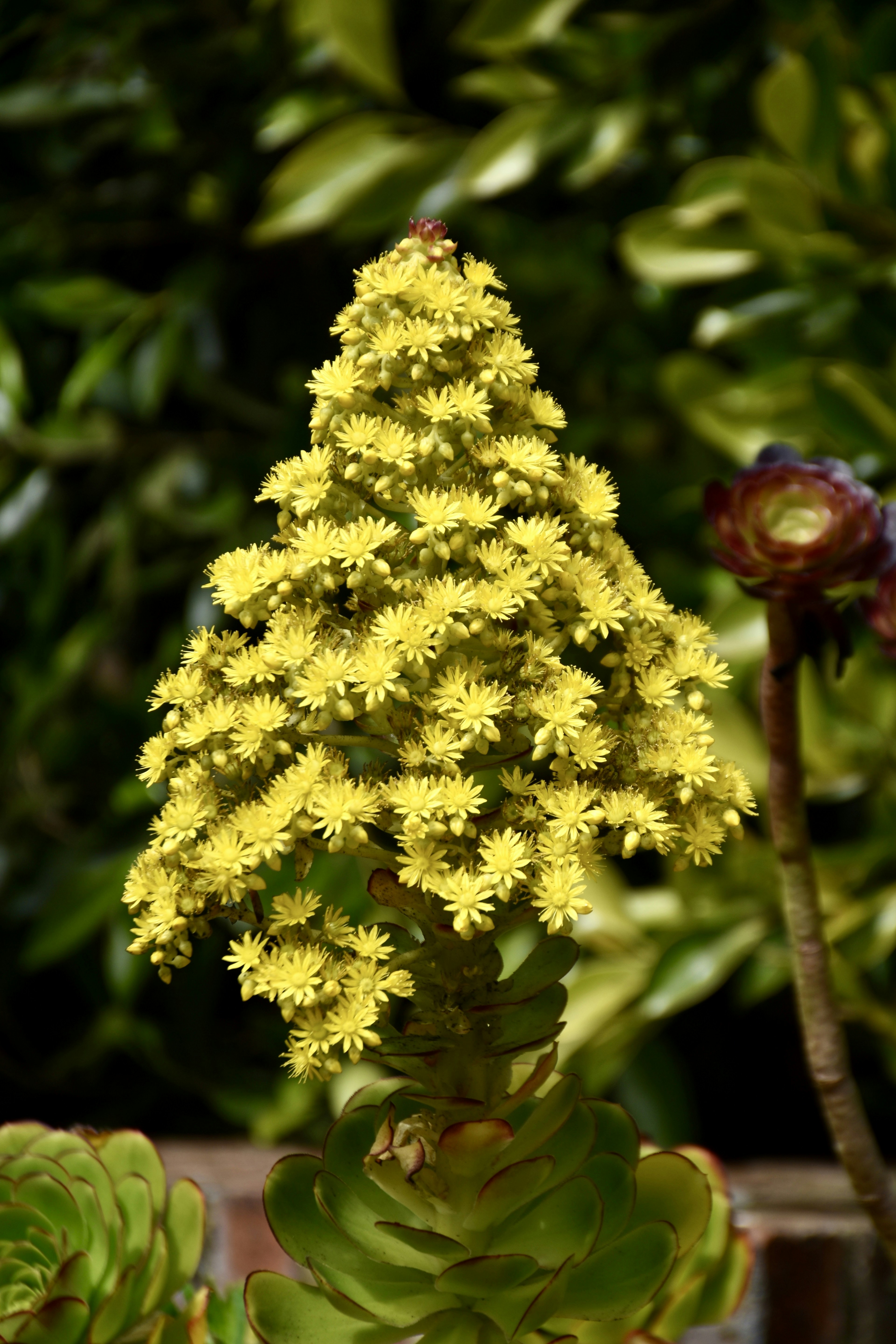 Golden Blossom Tower: Nature's Sculptural Marvel