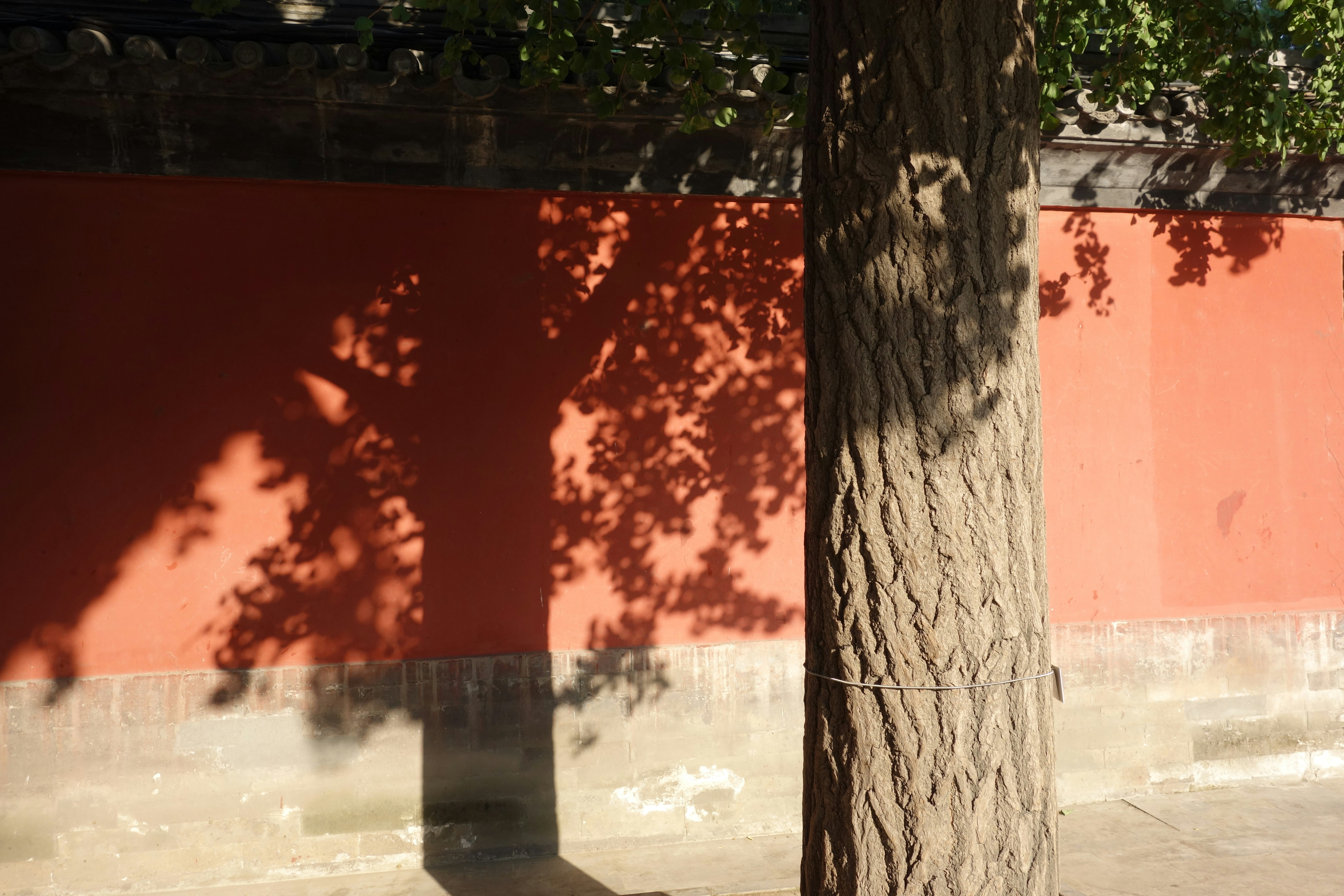 Whispers of Nature Against a Crimson Canvas