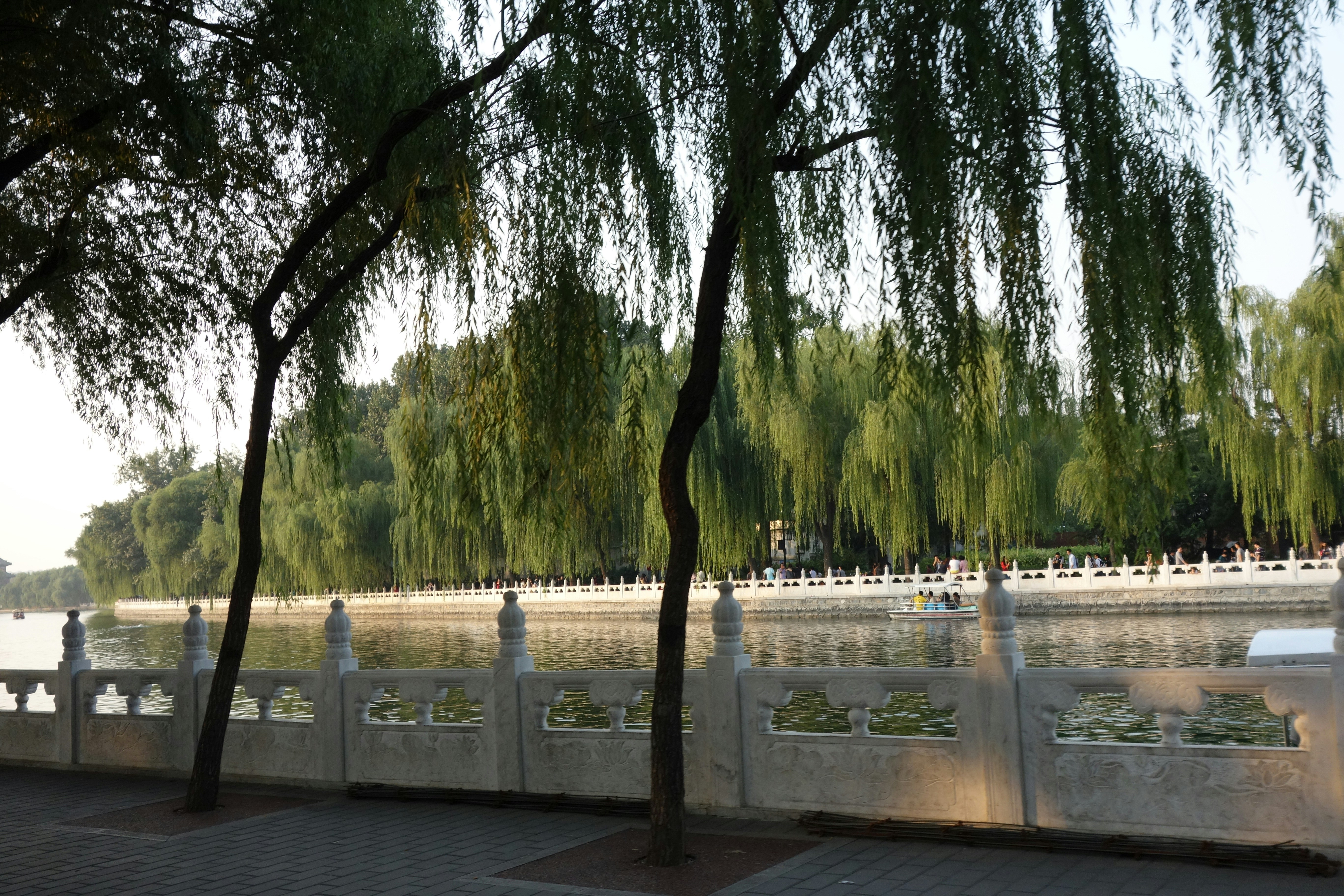 Riverside Veil: Weeping Willows, Stone Railing, and a Distant Promenade