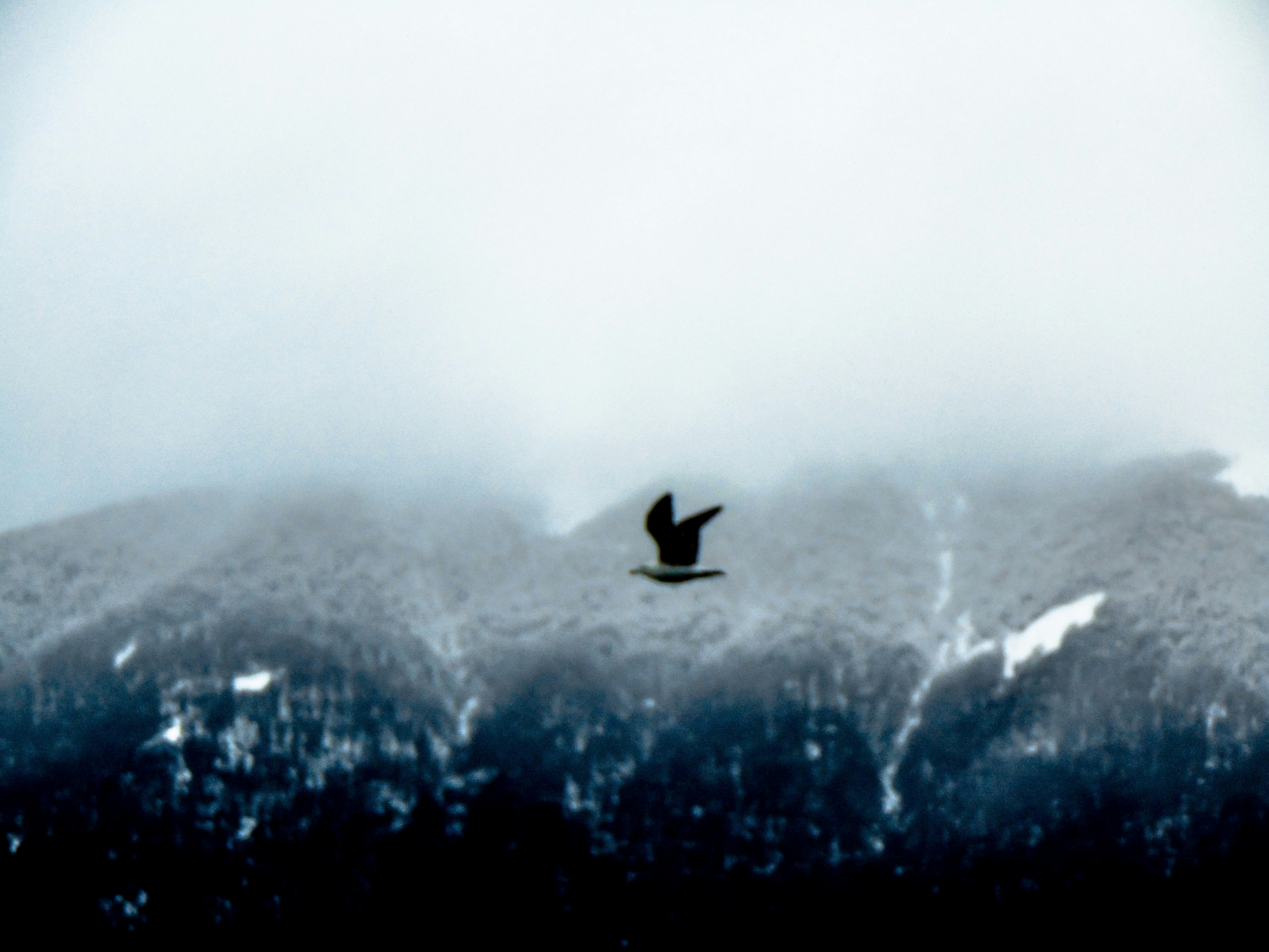 A solitary bird glides gracefully over misty mountains, embodying freedom amidst a serene landscape.