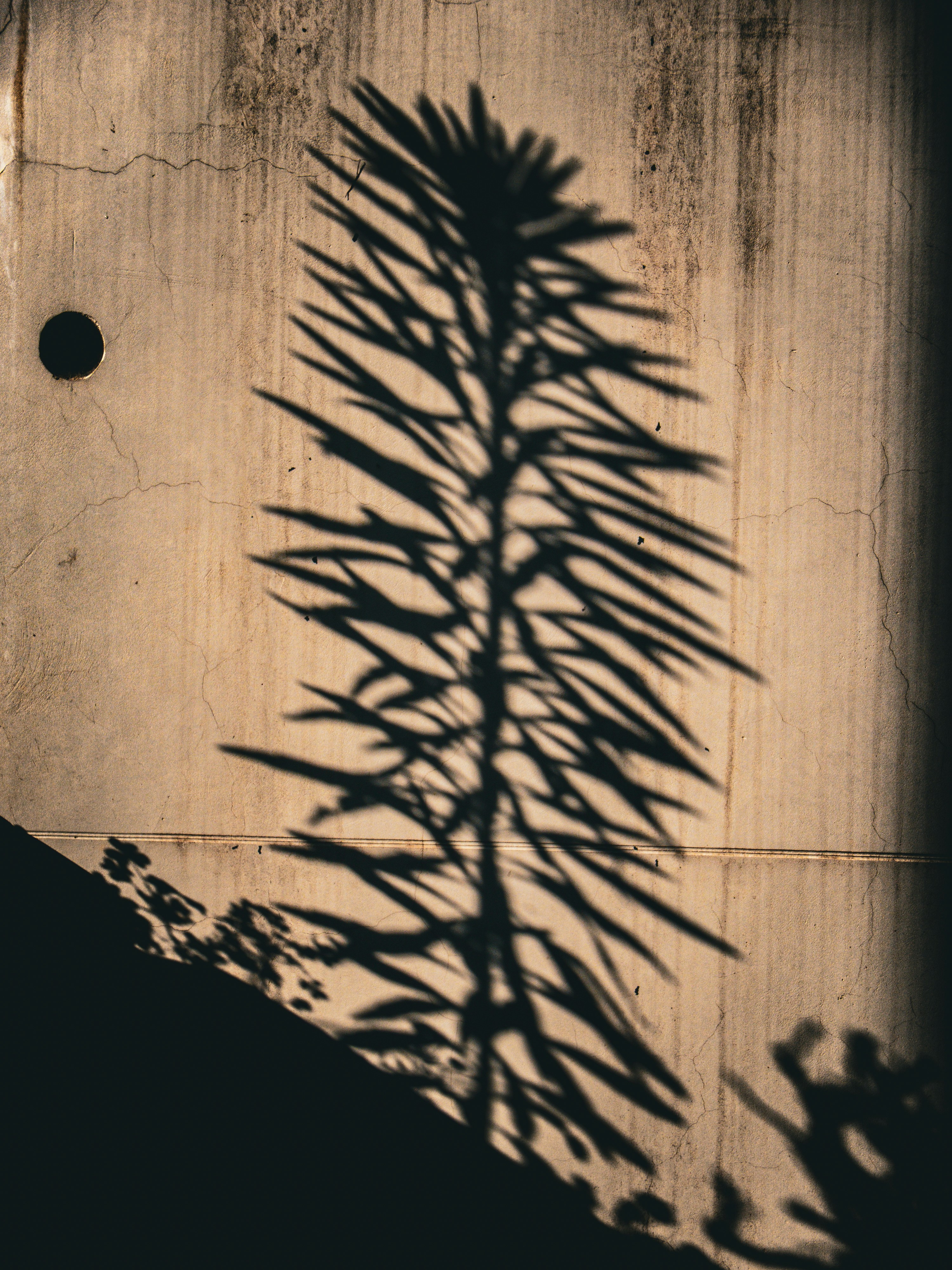 A plant's shadow casts against a wall.