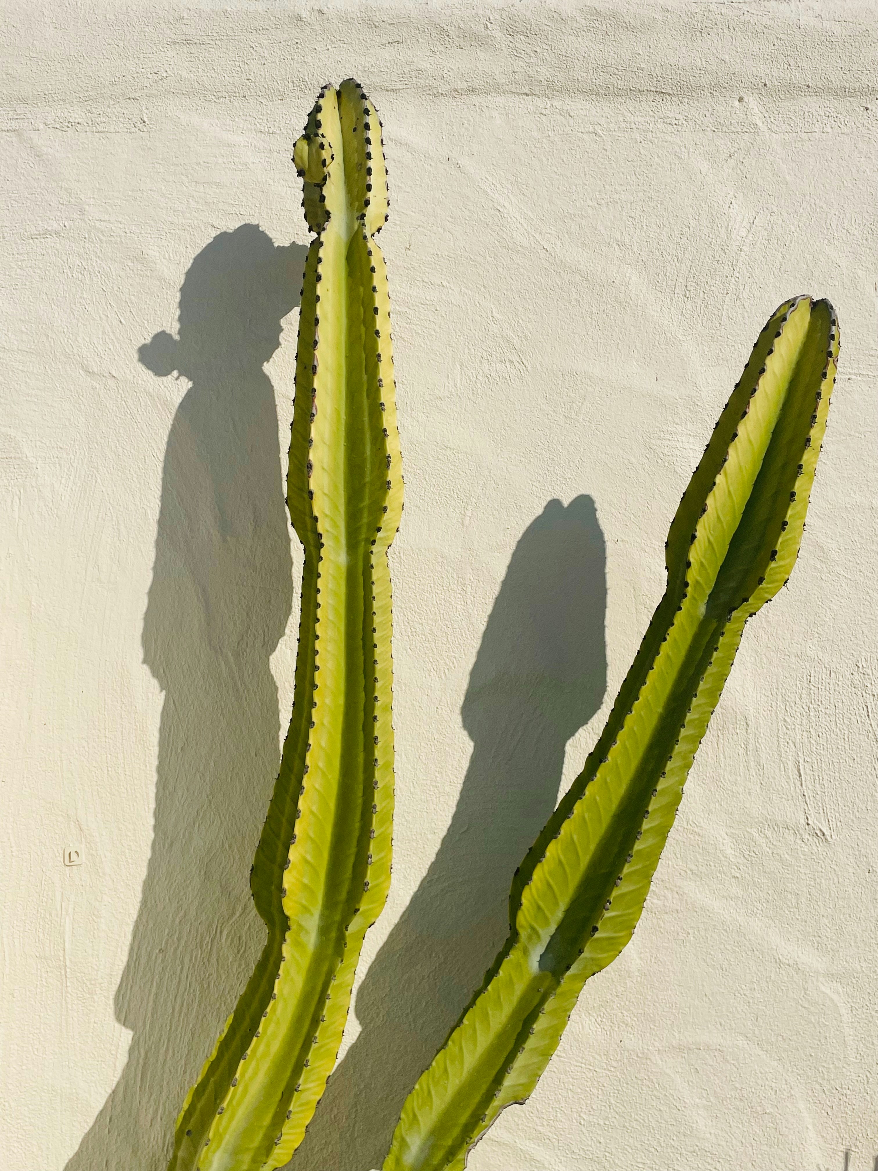 Cactus Silhouettes Against a Textured Canvas
