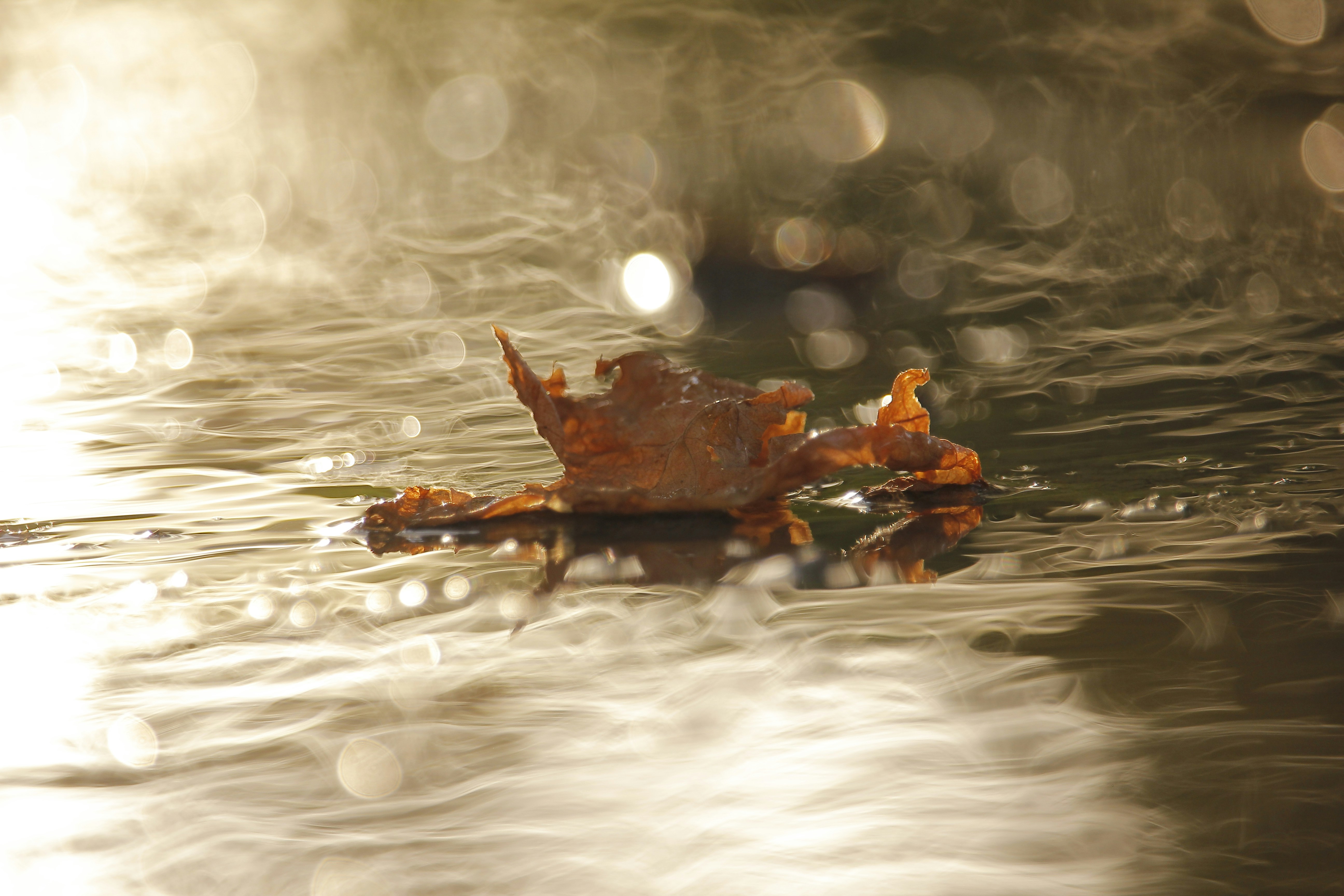 Autumn's Gentle Drift