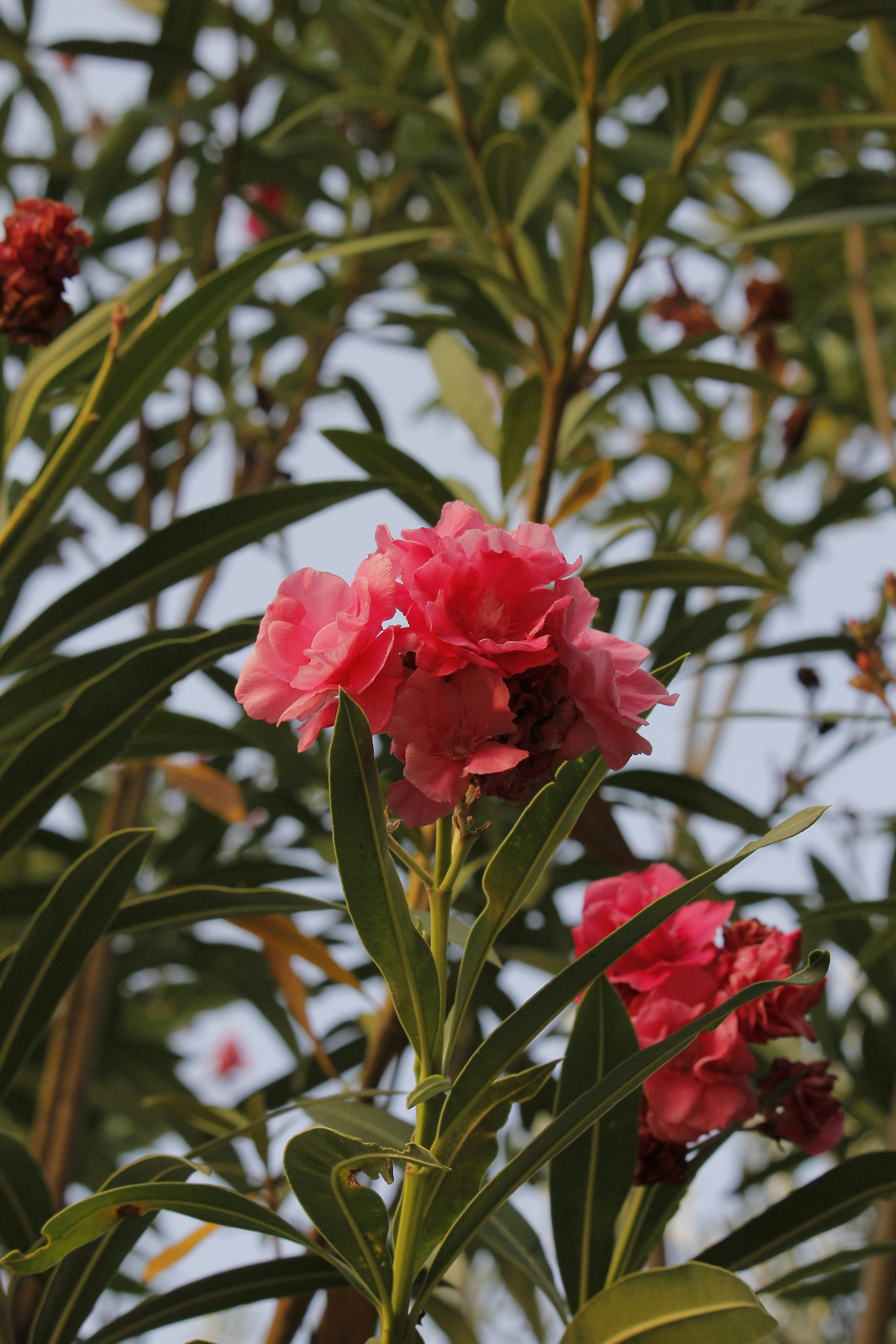 Pink flowers bloom amidst green leaves.