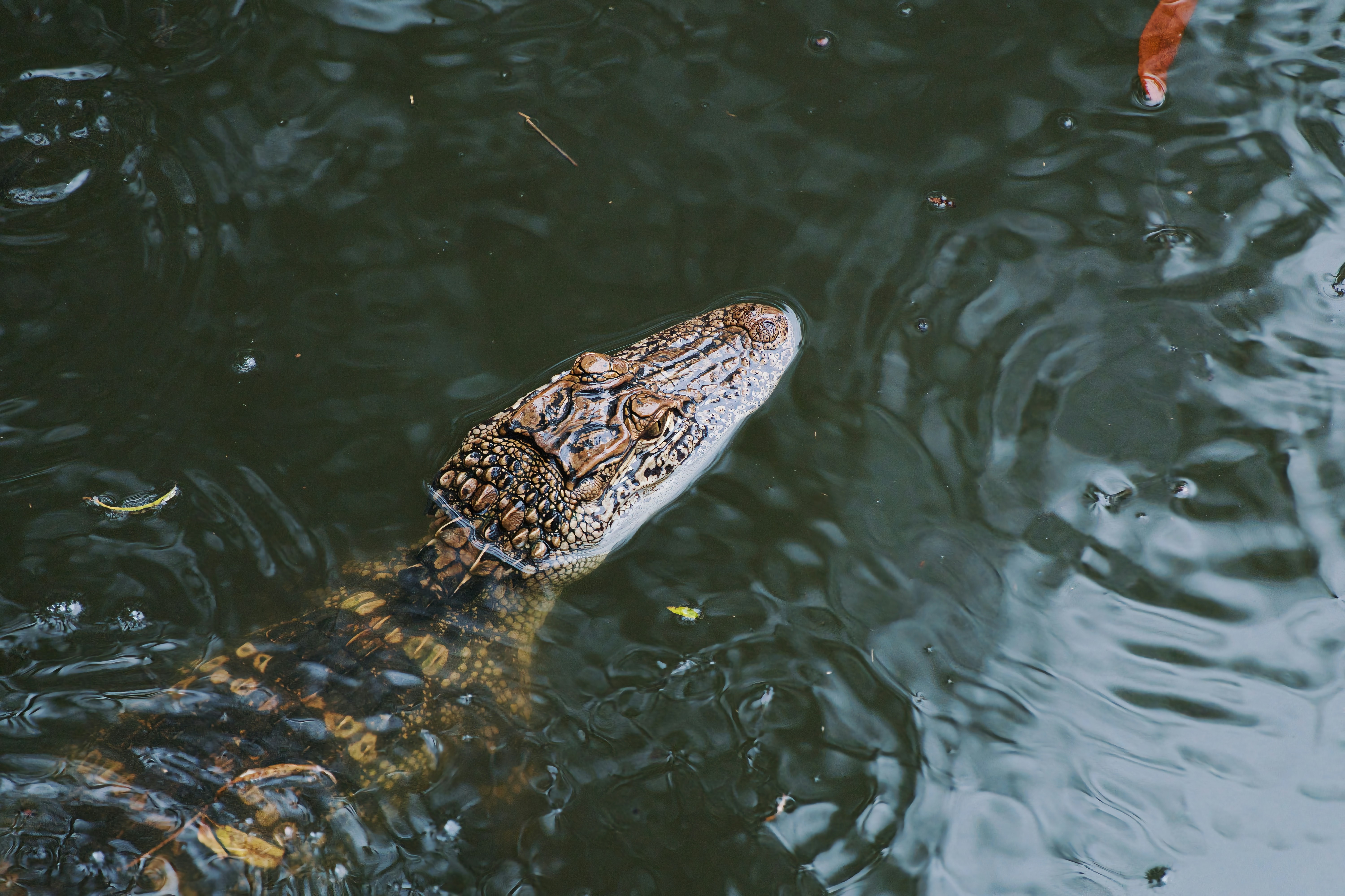 A crocodile swims partially submerged in water.