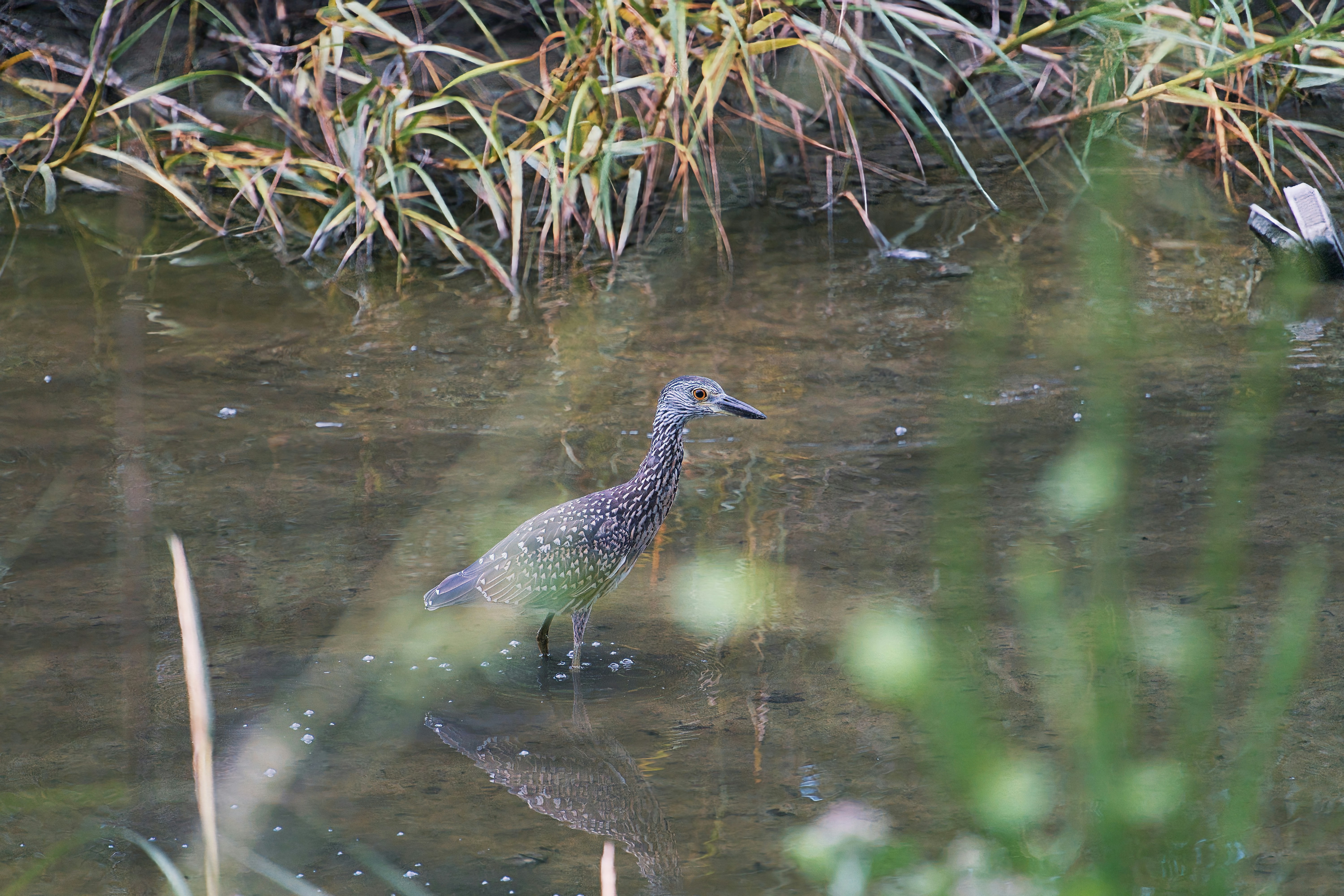A bird stands still in shallow water among tall grasses, reflecting its image on the surface. The serene environment showcases the natural habitat's beauty.