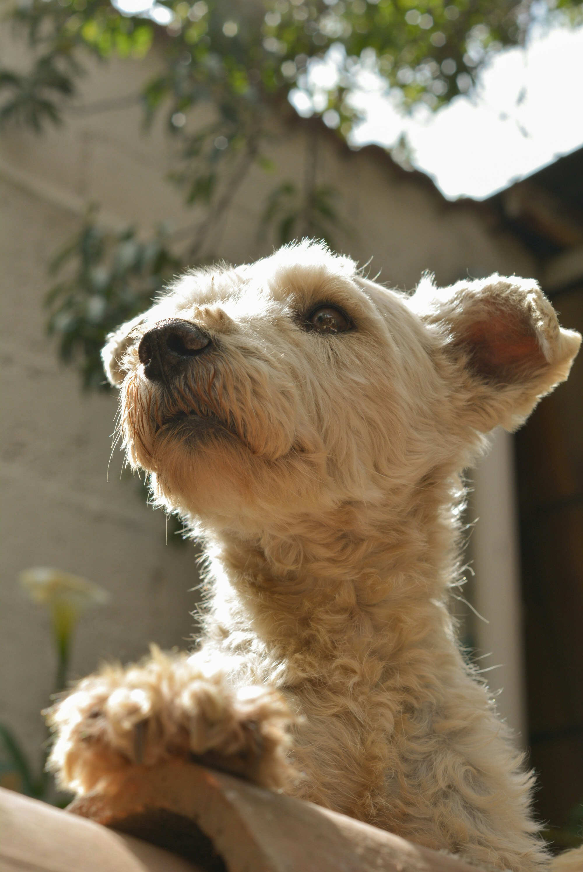 A curious dog gazes upward, its fur illuminated by soft sunlight filtering through leaves. The background features a hint of greenery and a textured wall.
