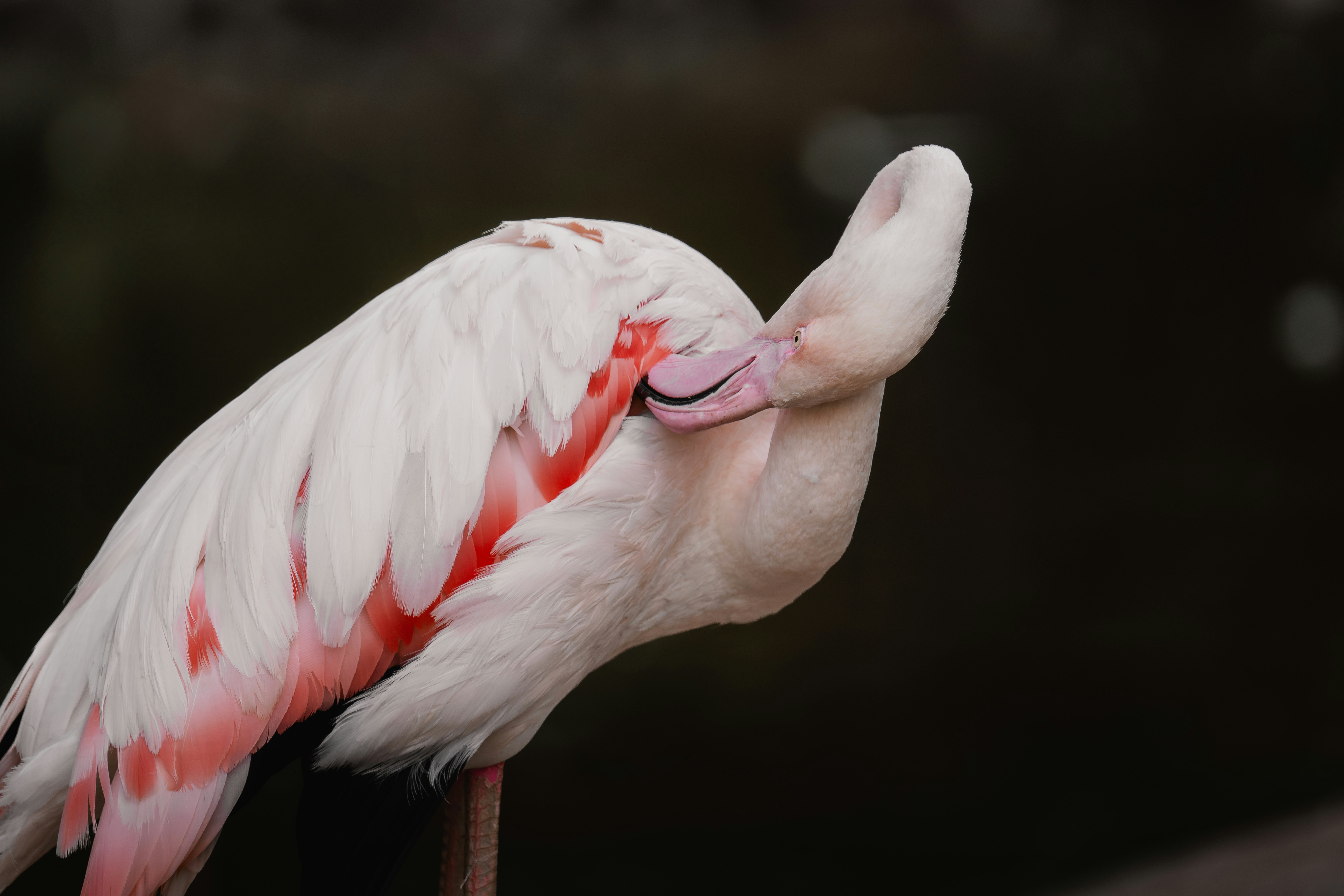 Elegance in Rest: The Flamingo's Serenity