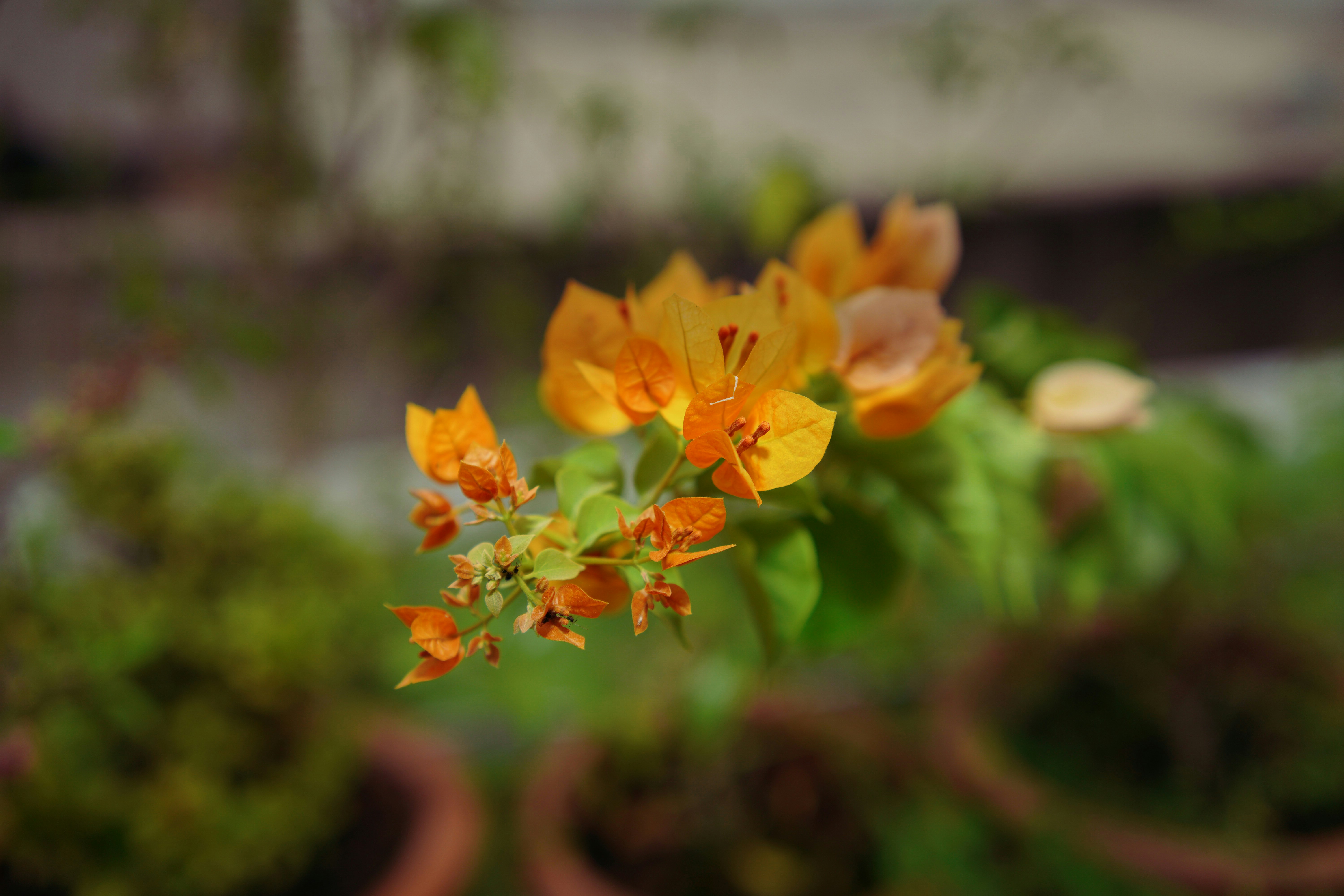Bougainvillea flowers in vibrant orange hues, delicately perched against a softly blurred background of greenery.