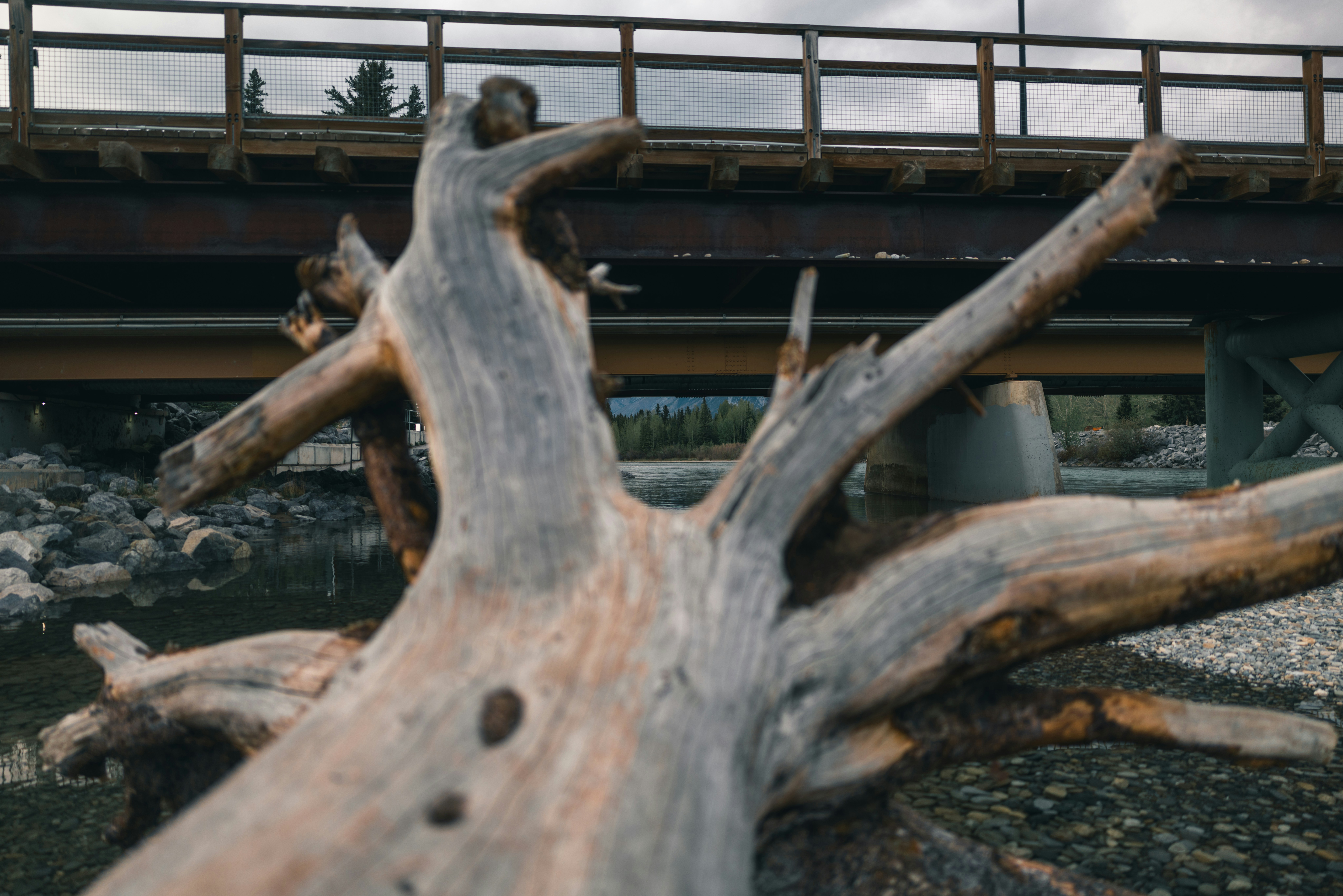 Weathered Driftwood Reaches Toward the River Under a Quiet Bridge