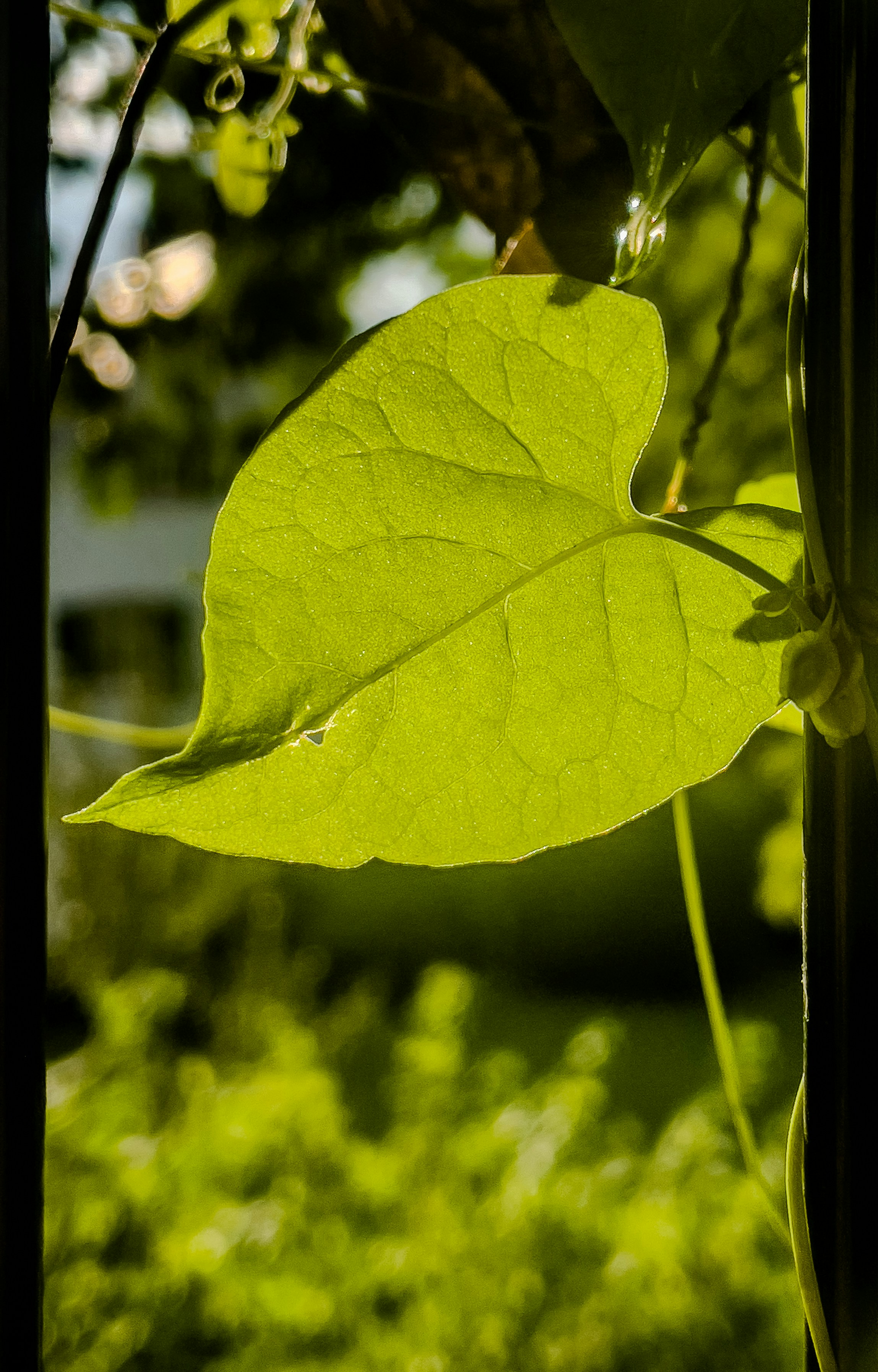 Sunlight shines through bright green vine leaves climbing a vertical metal structure. The light highlights leaf veins and casts shadows, with a garden and a house softly blurred in the background. | A backlit leaf shines brightly in the sunlight.