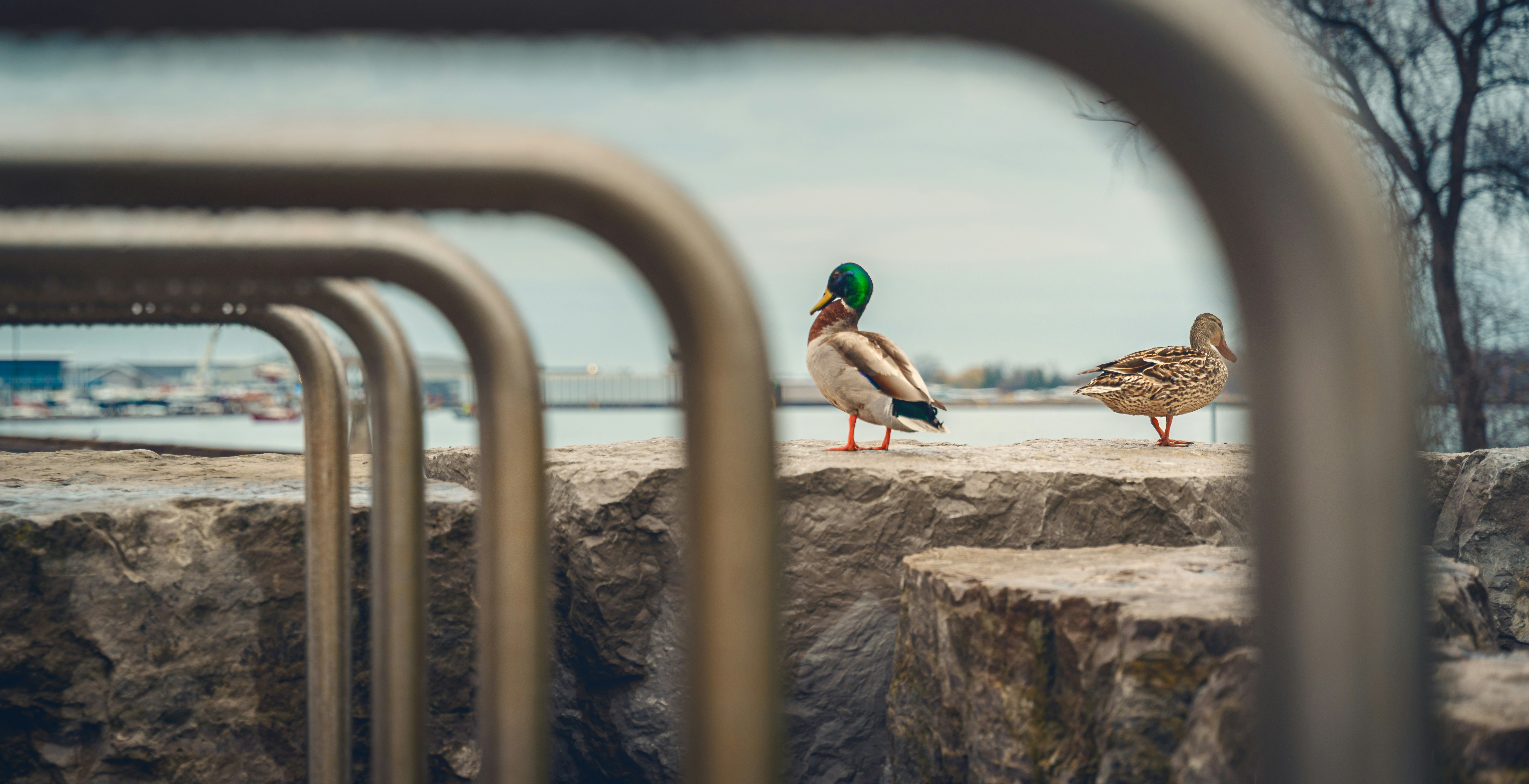 Two mallard ducks stand on a rocky shoreline, framed by metallic railings that lead the viewer's eye towards the water. 
