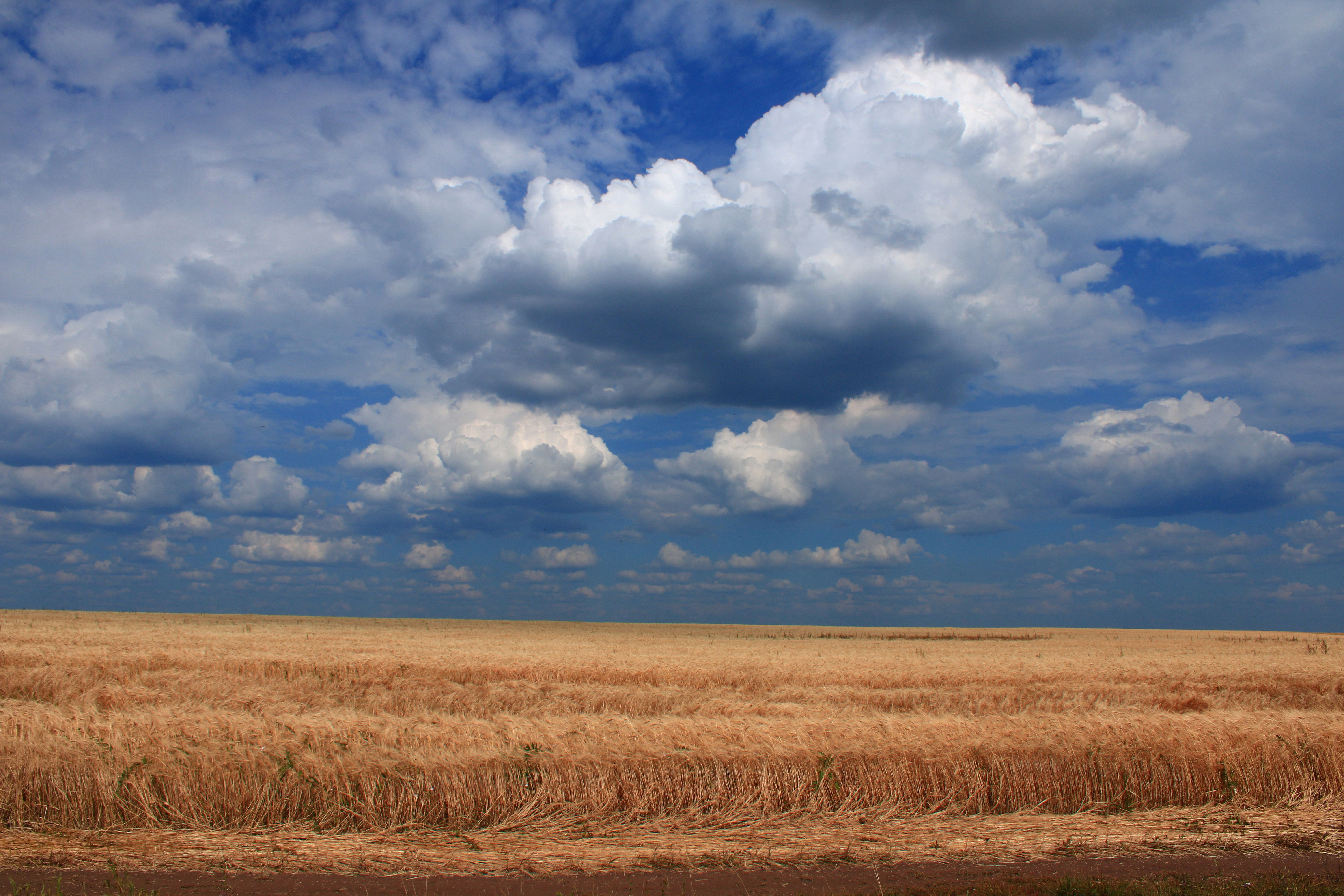 Expansive golden wheat field under a dynamic sky filled with clouds, capturing the essence of rural tranquility and nature's beauty.