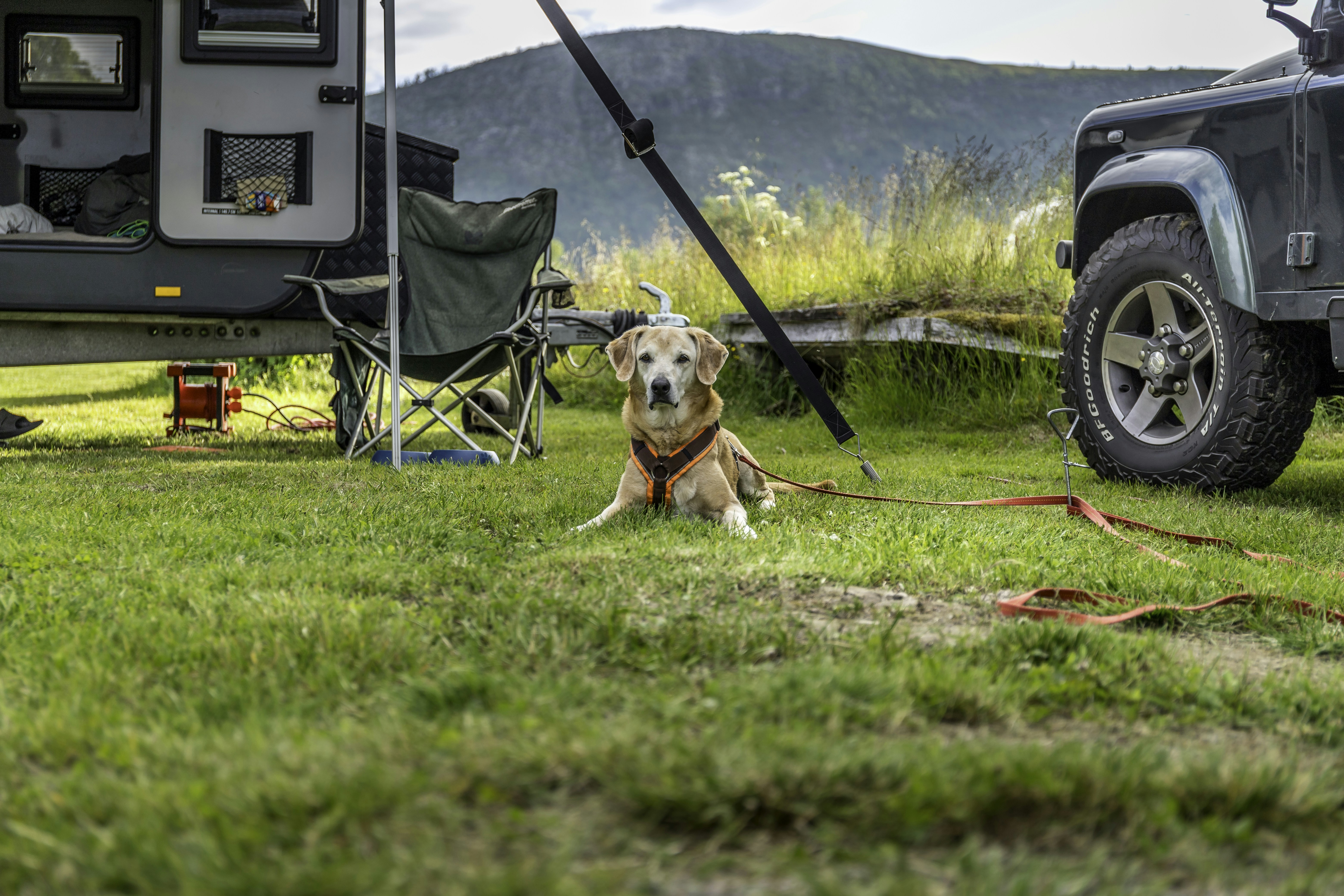 Mixed breed dog chilling in front of camper trailer | Dog relaxes in a campsite near a vehicle.