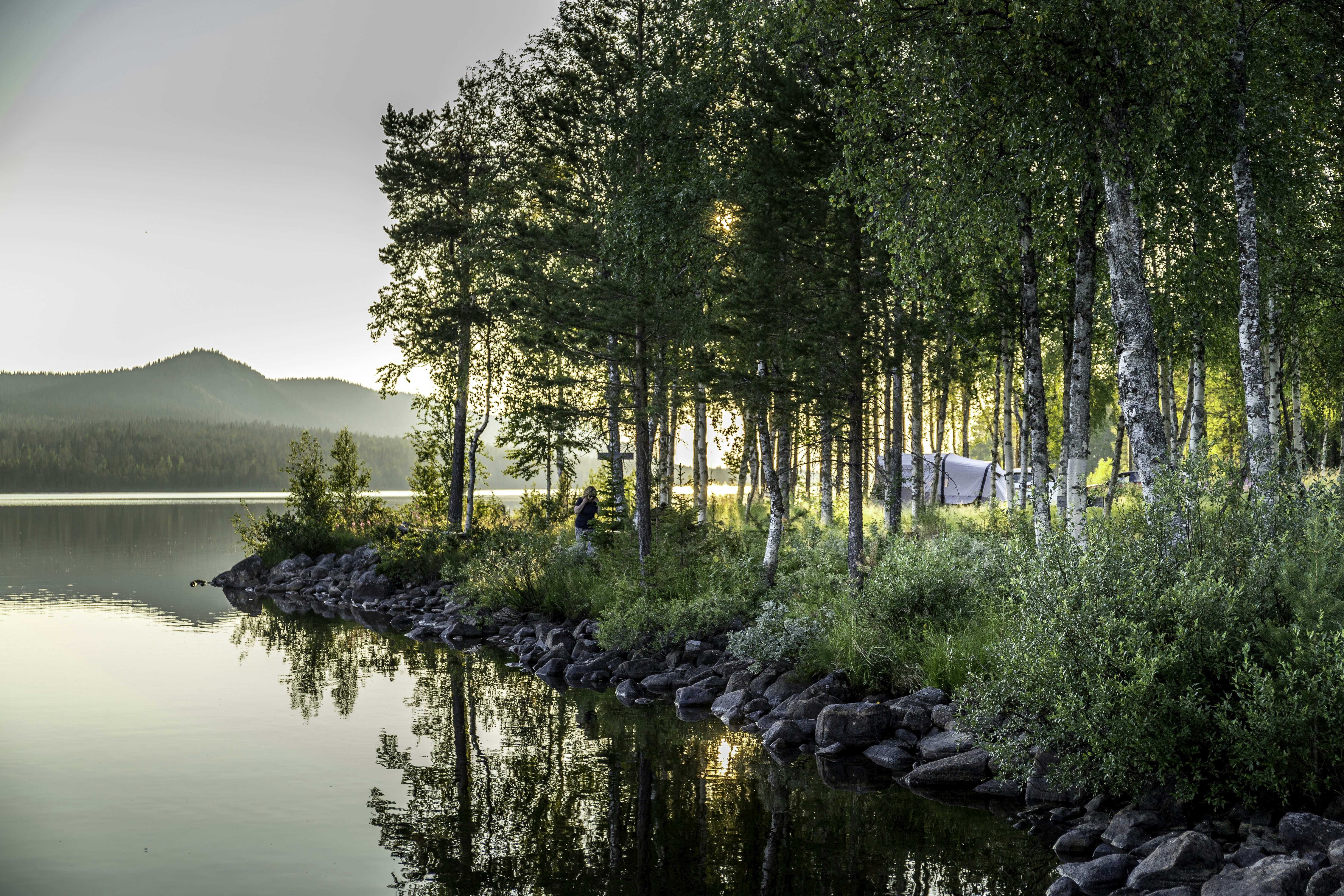 Birch trees lining a serene lakeshore reflect soft morning light, with distant mountains framing the horizon. A tent nestled among the foliage hints at a peaceful retreat.