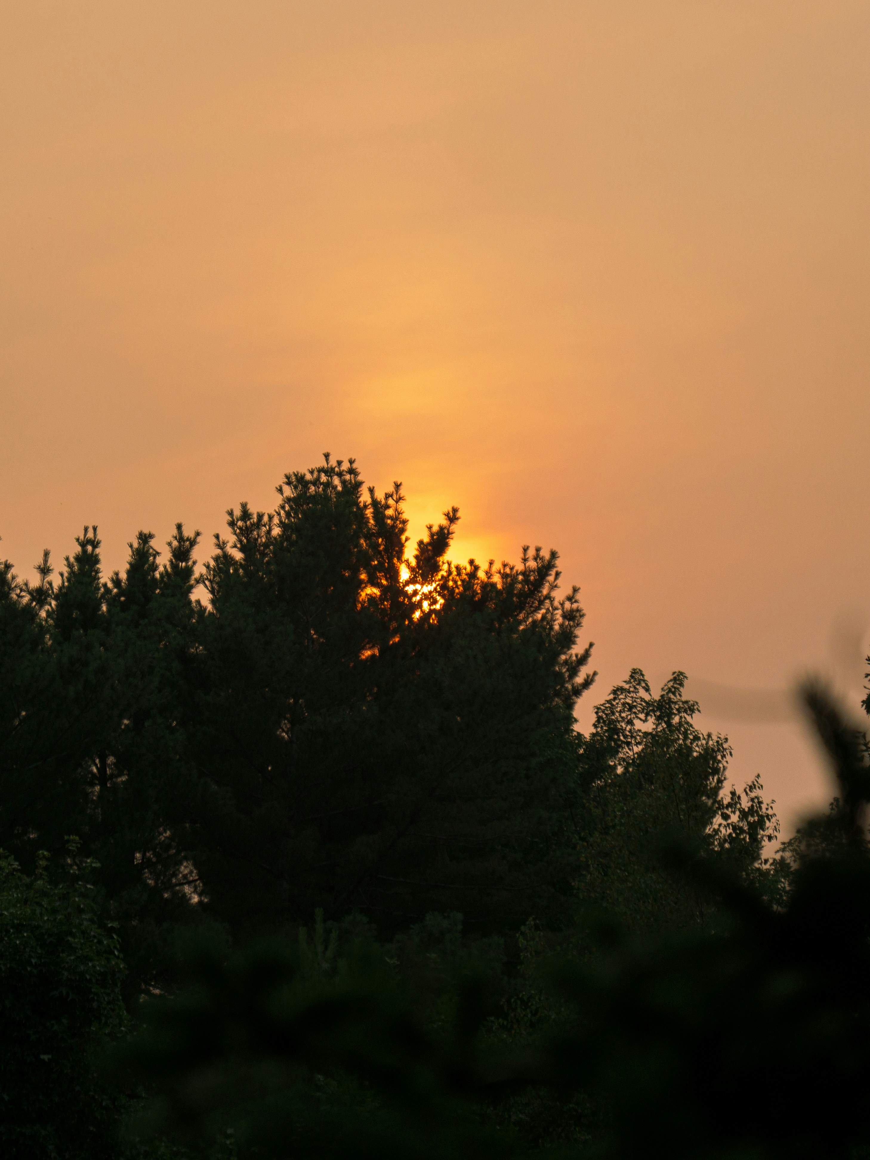 Whispers of Dusk: Nature's Embrace