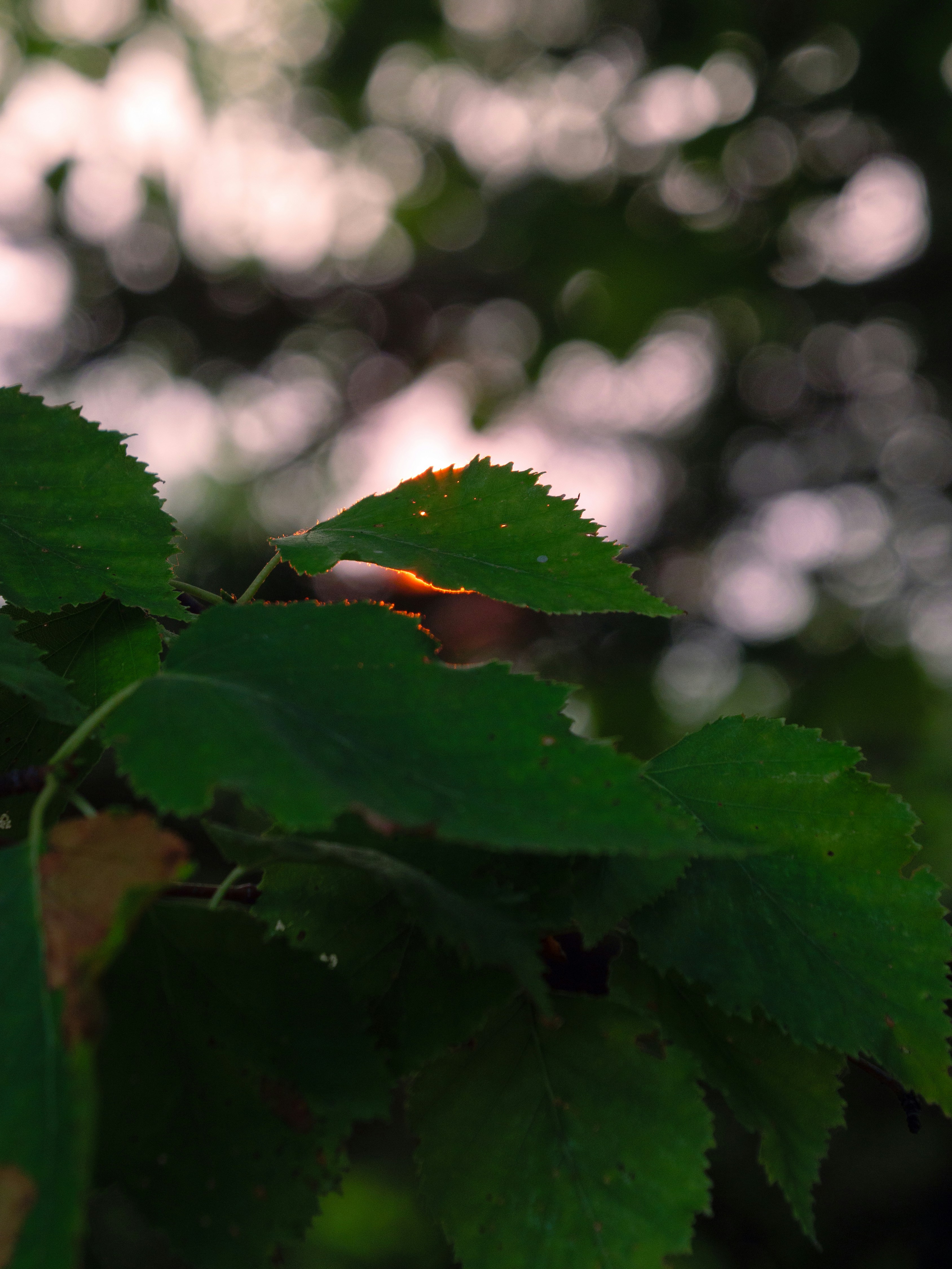 Whispers of Sunlight Through Leaves