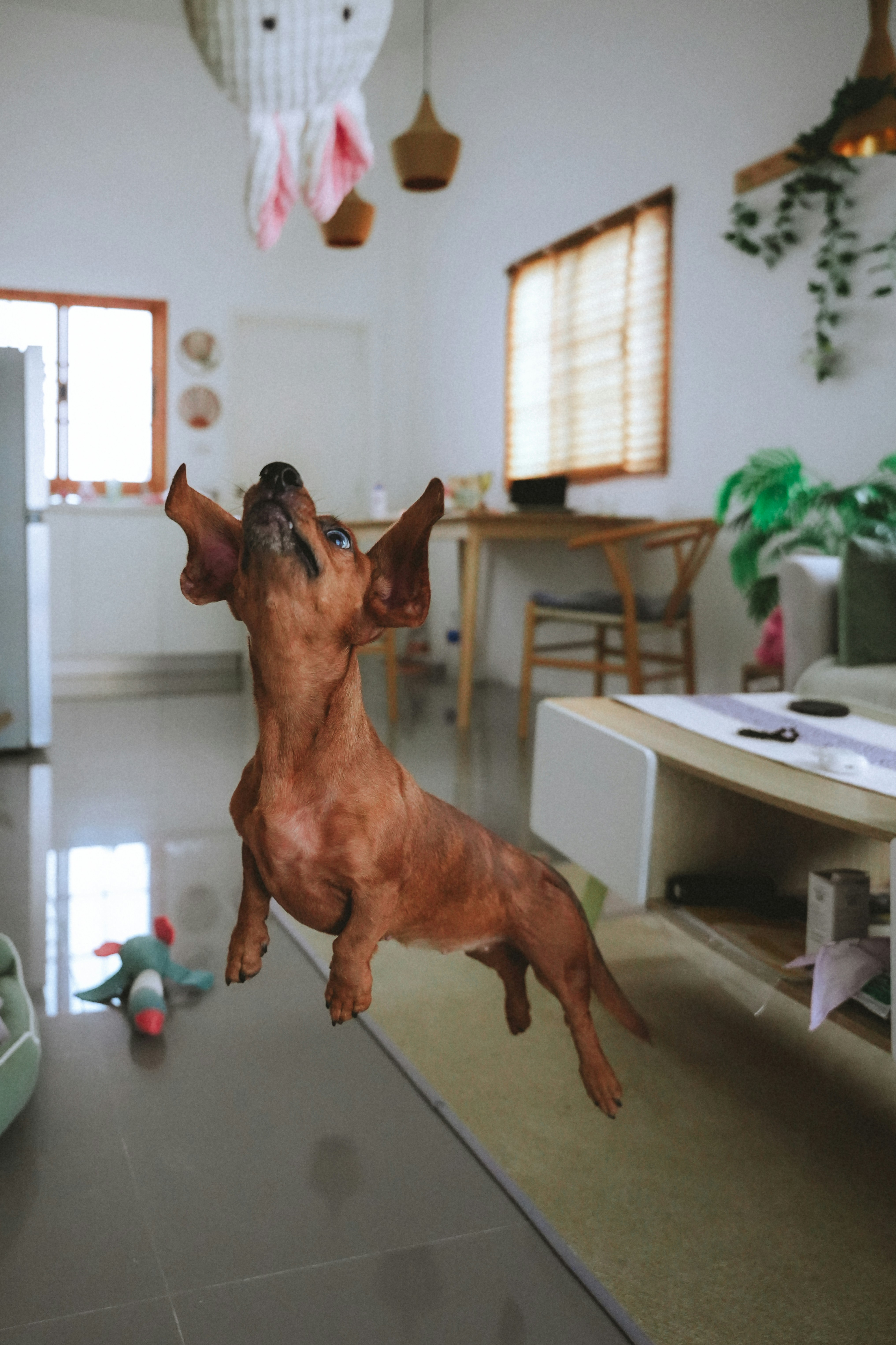A Playful Leap: The Joy of Canine Curiosity