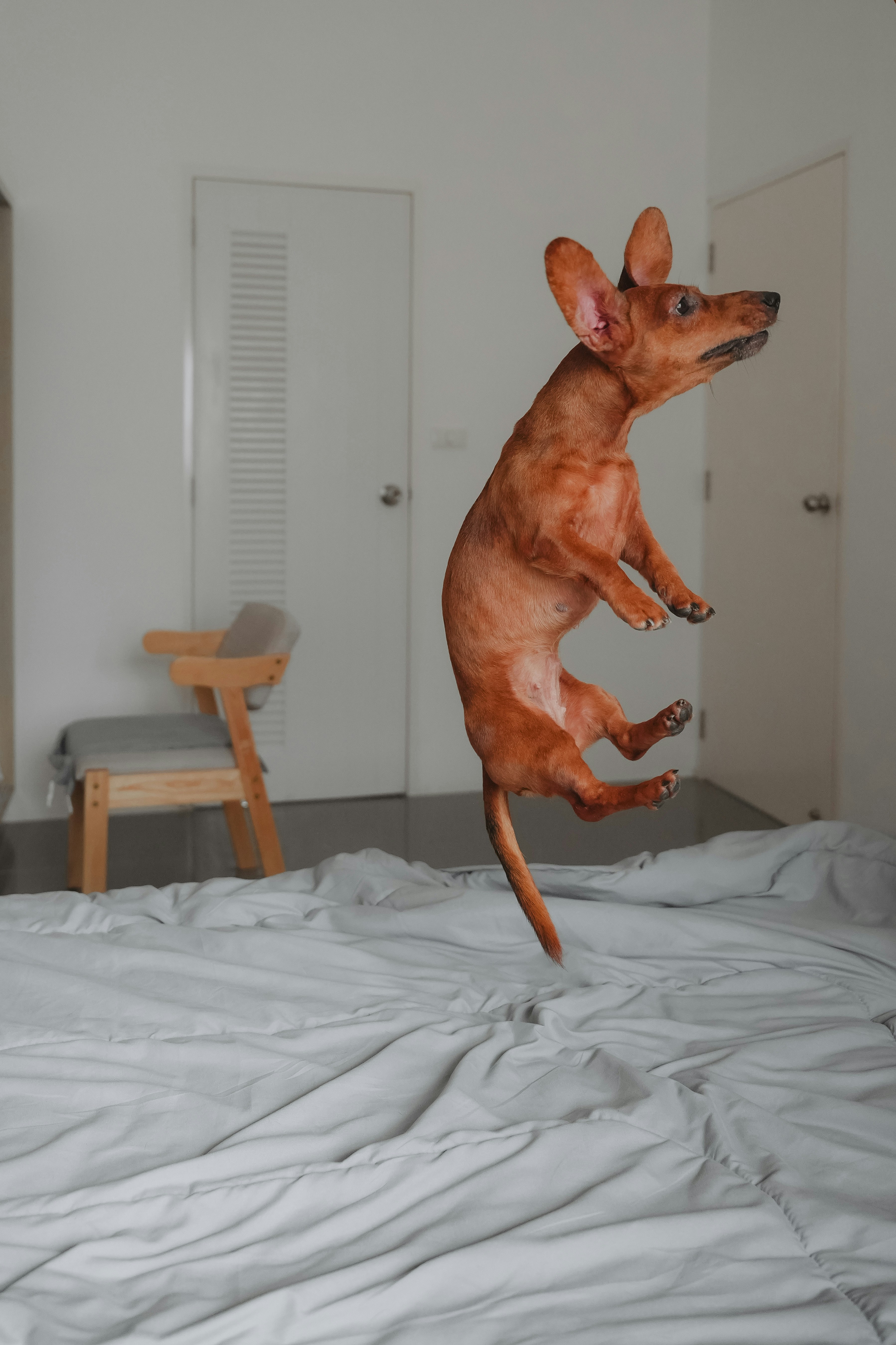 A Playful Leap in a Cozy Space