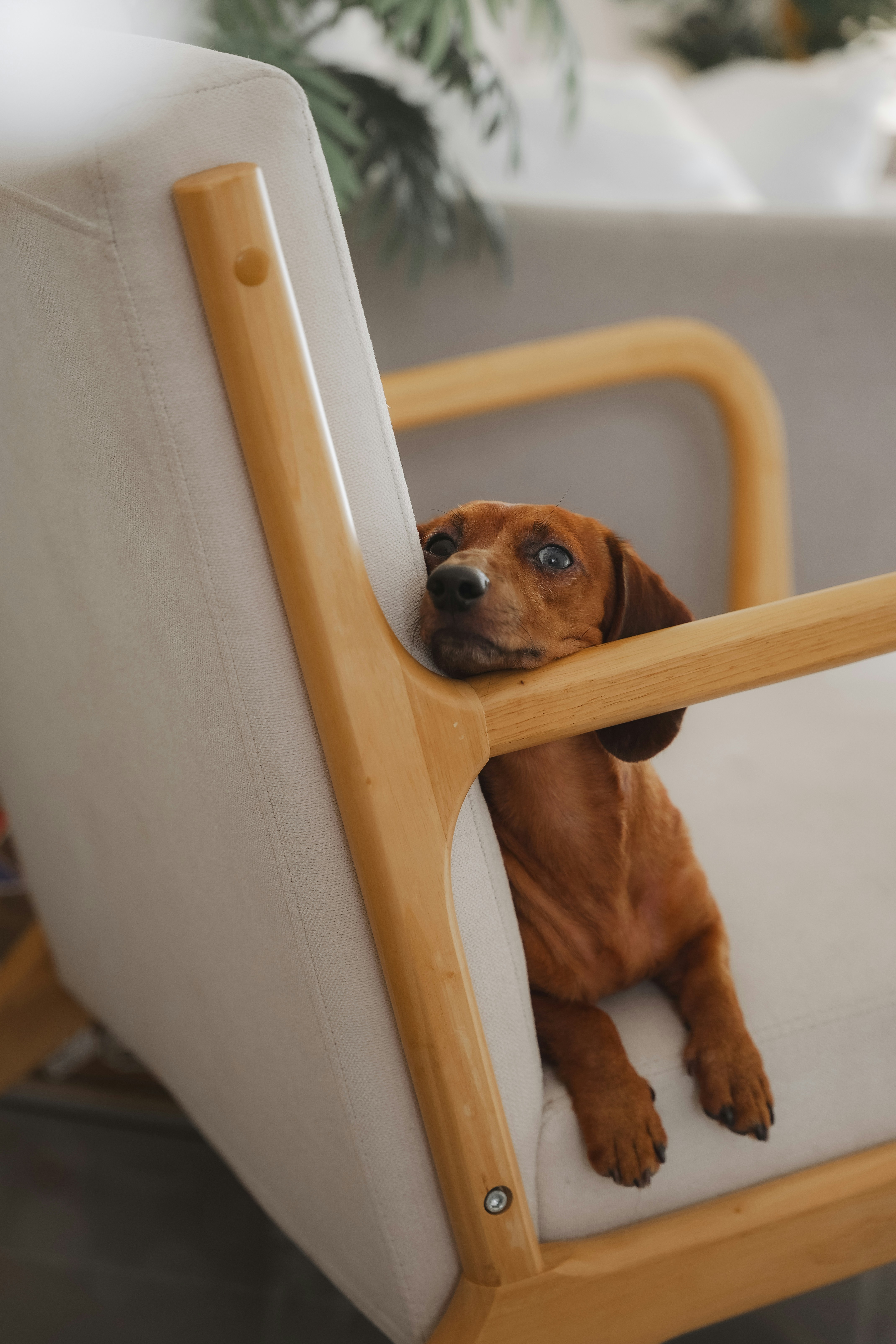 Canine Contemplation: A Moment of Stillness