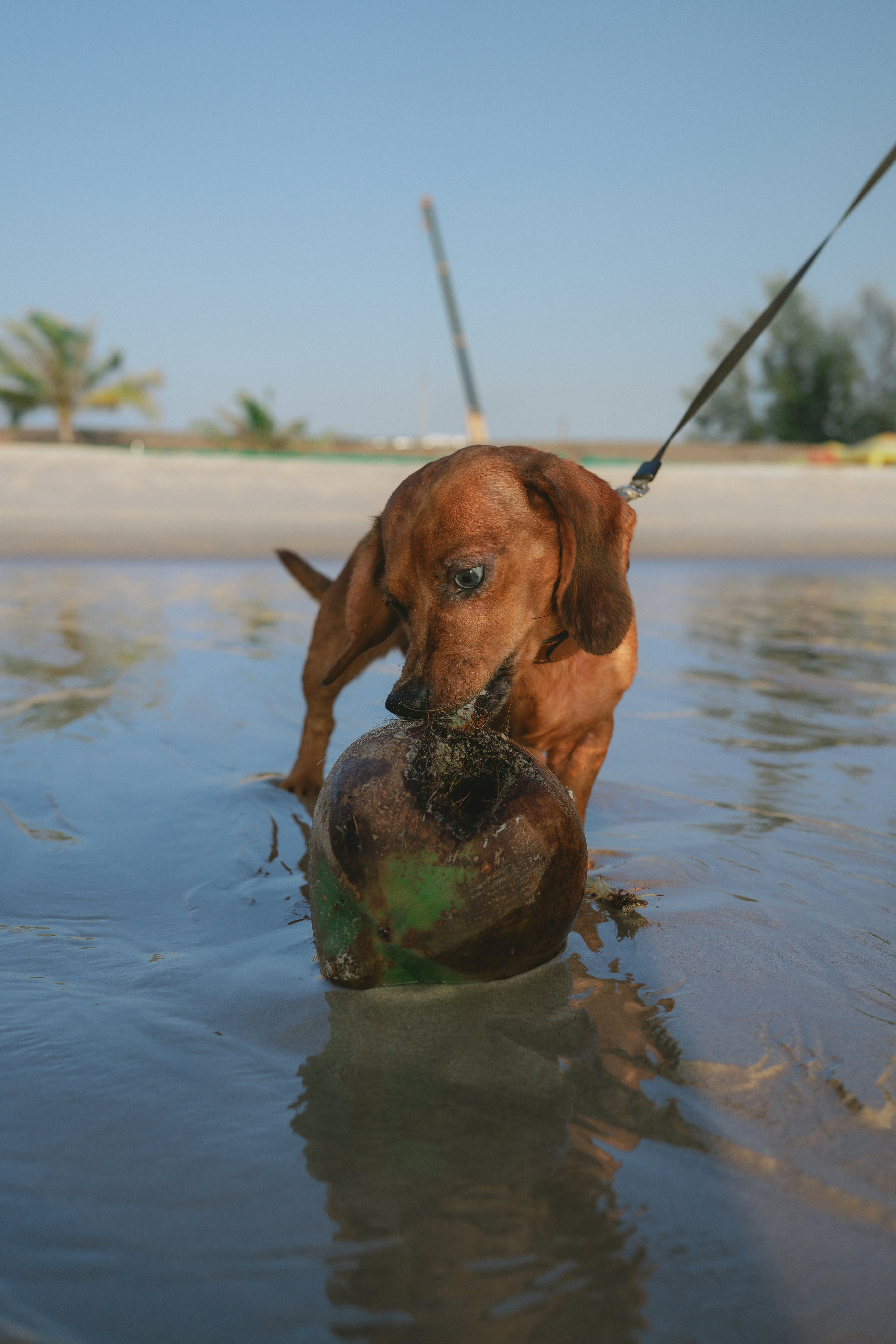 Shoreline Tug: A Brown Hound Grips a Weathered Ball Under Bright Beach Light
