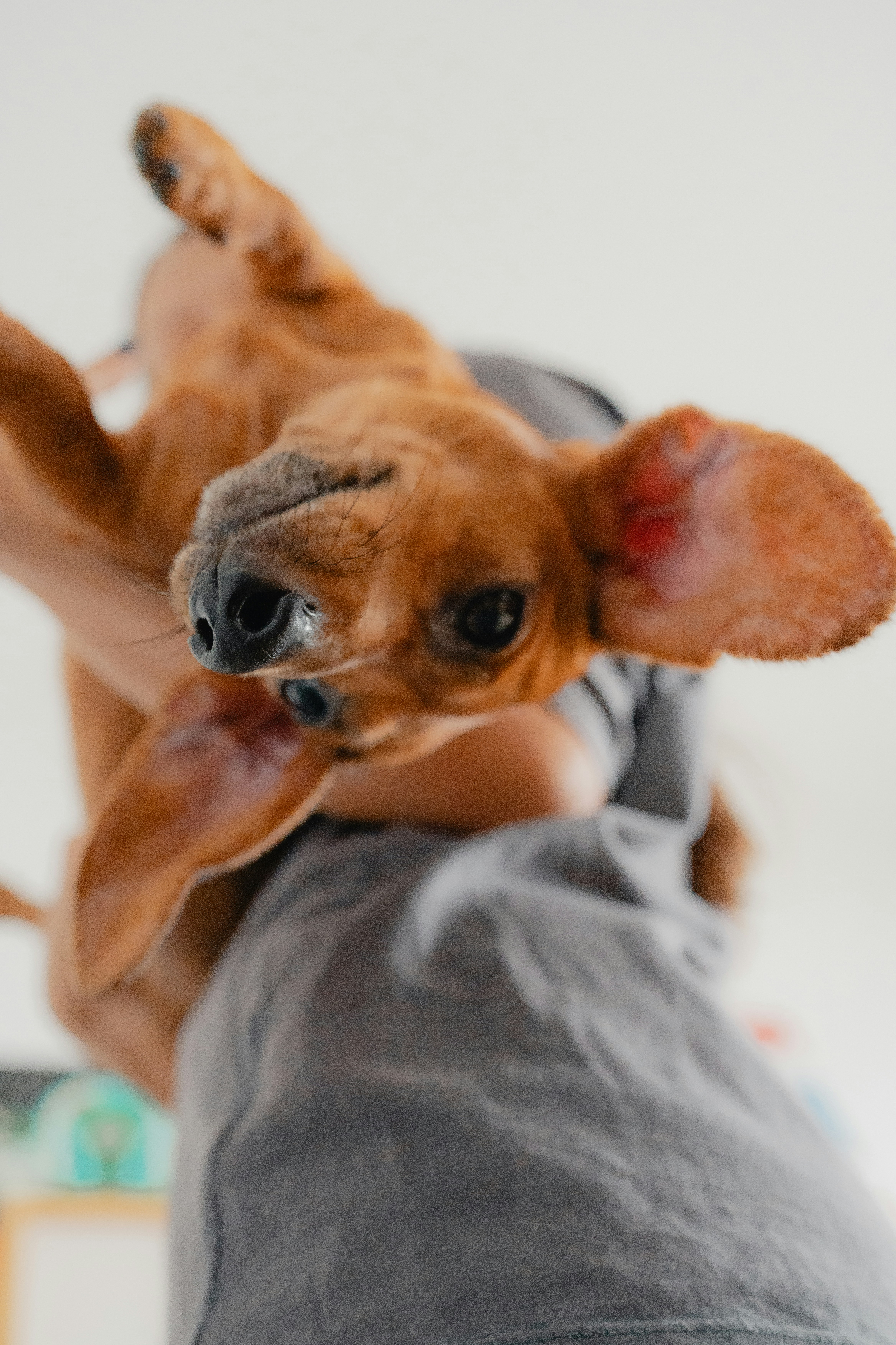 Playful Pup in Mid-Air