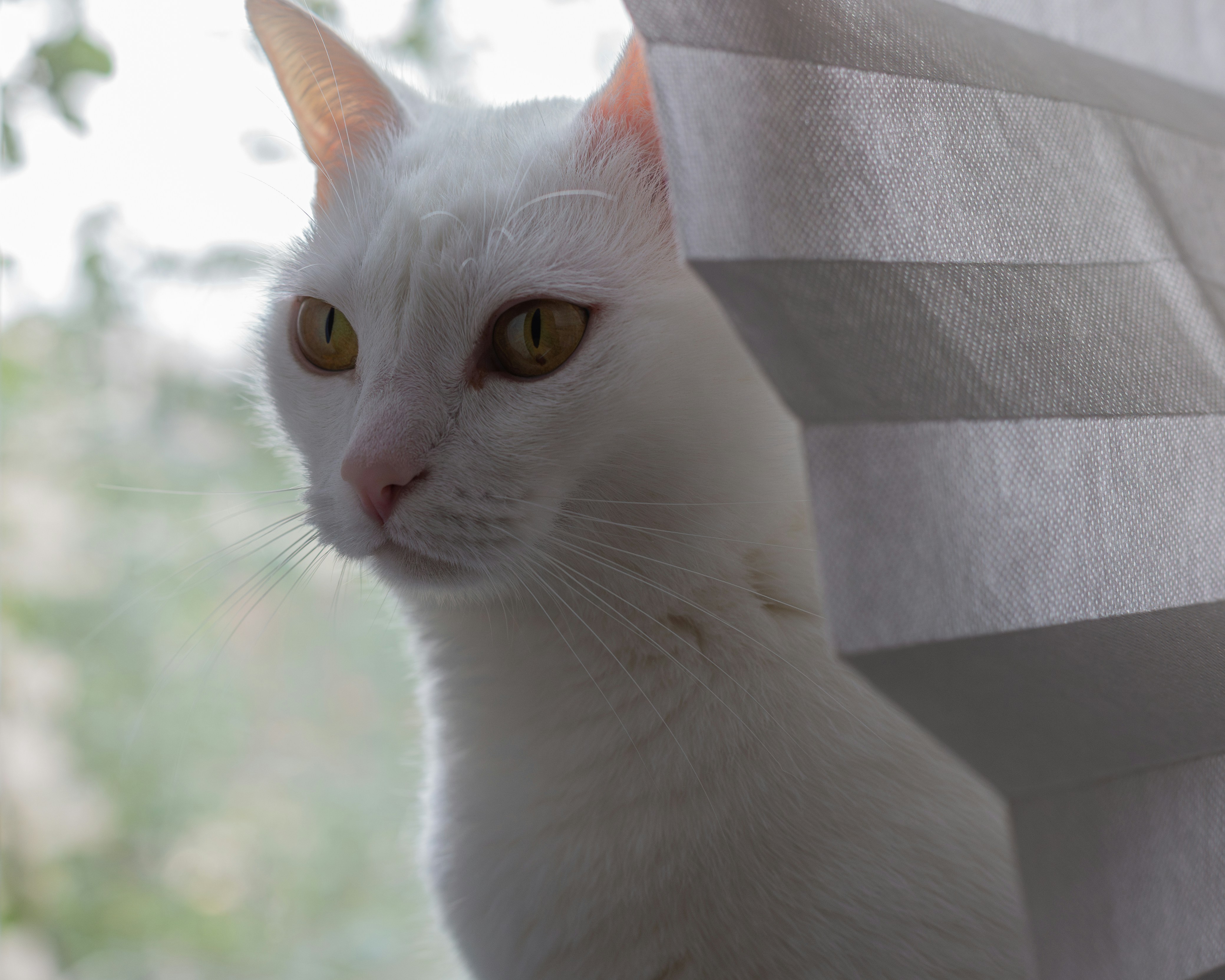 A white cat gazes thoughtfully through sheer curtains, its bright eyes reflecting curiosity and calm. The soft light enhances the serene atmosphere.