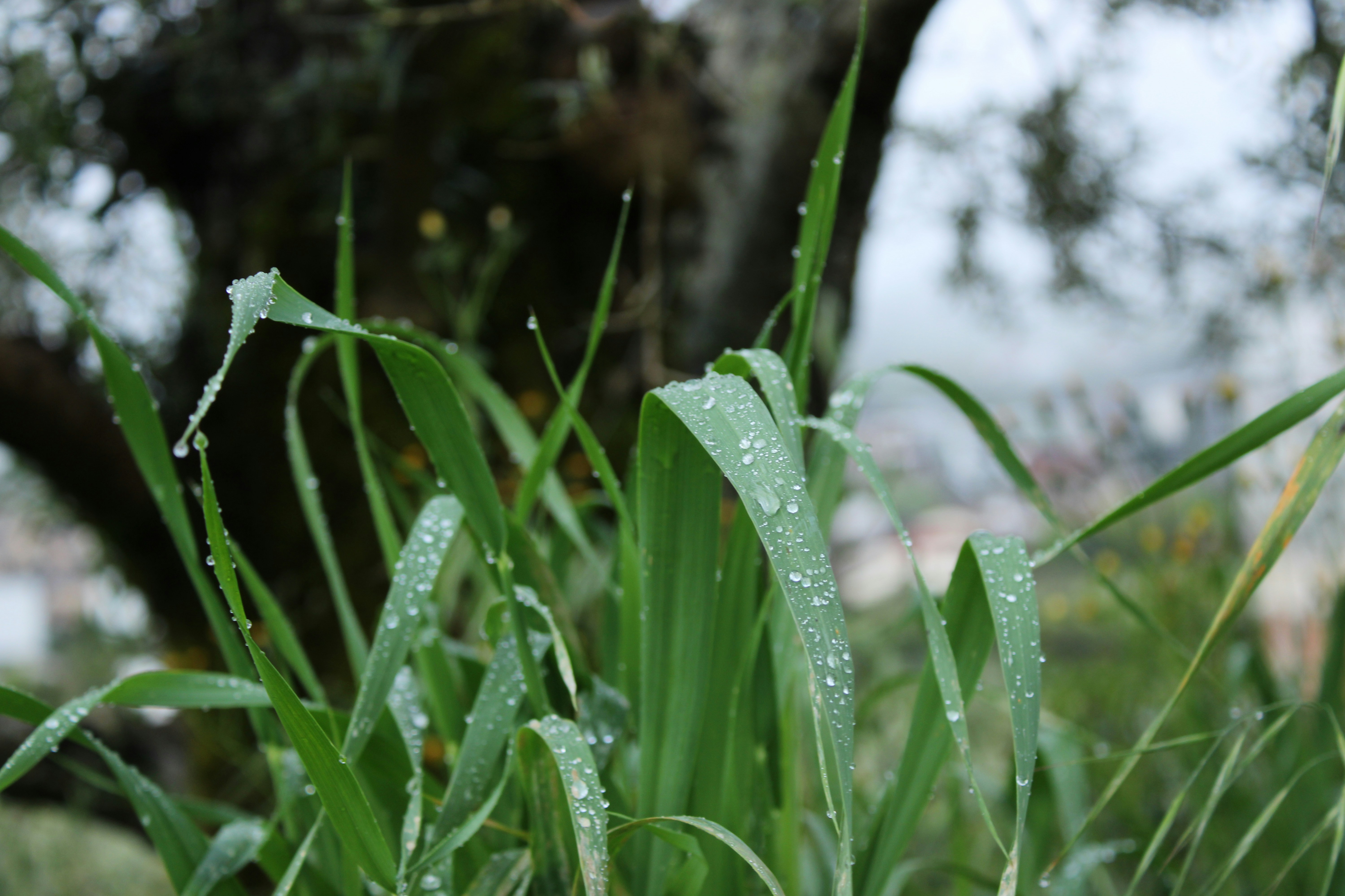 Whispers of the Rain-Kissed Meadow