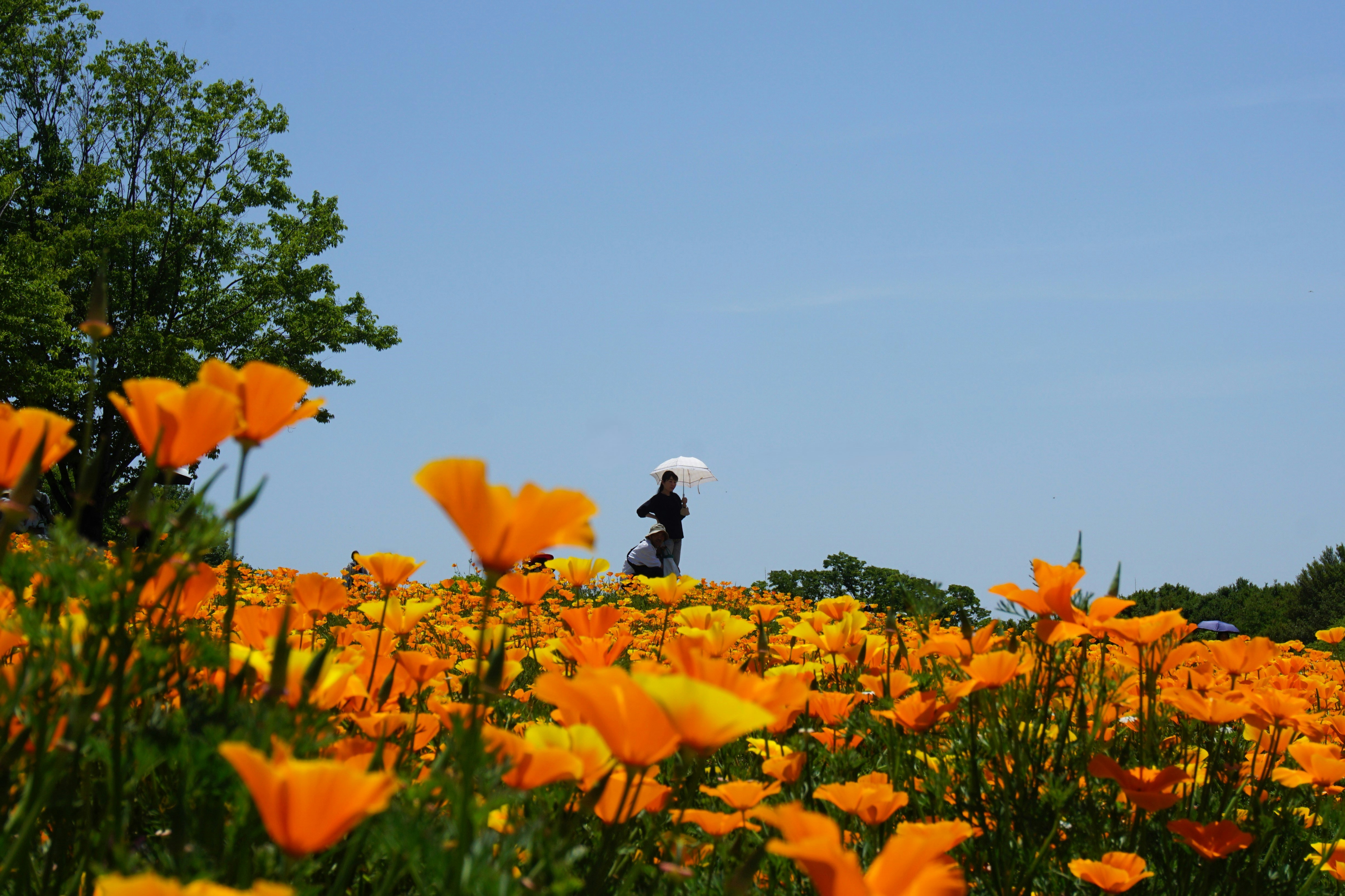 A person holding a white umbrella stands amidst a vibrant field of orange poppies, framed by a clear blue sky and lush greenery.