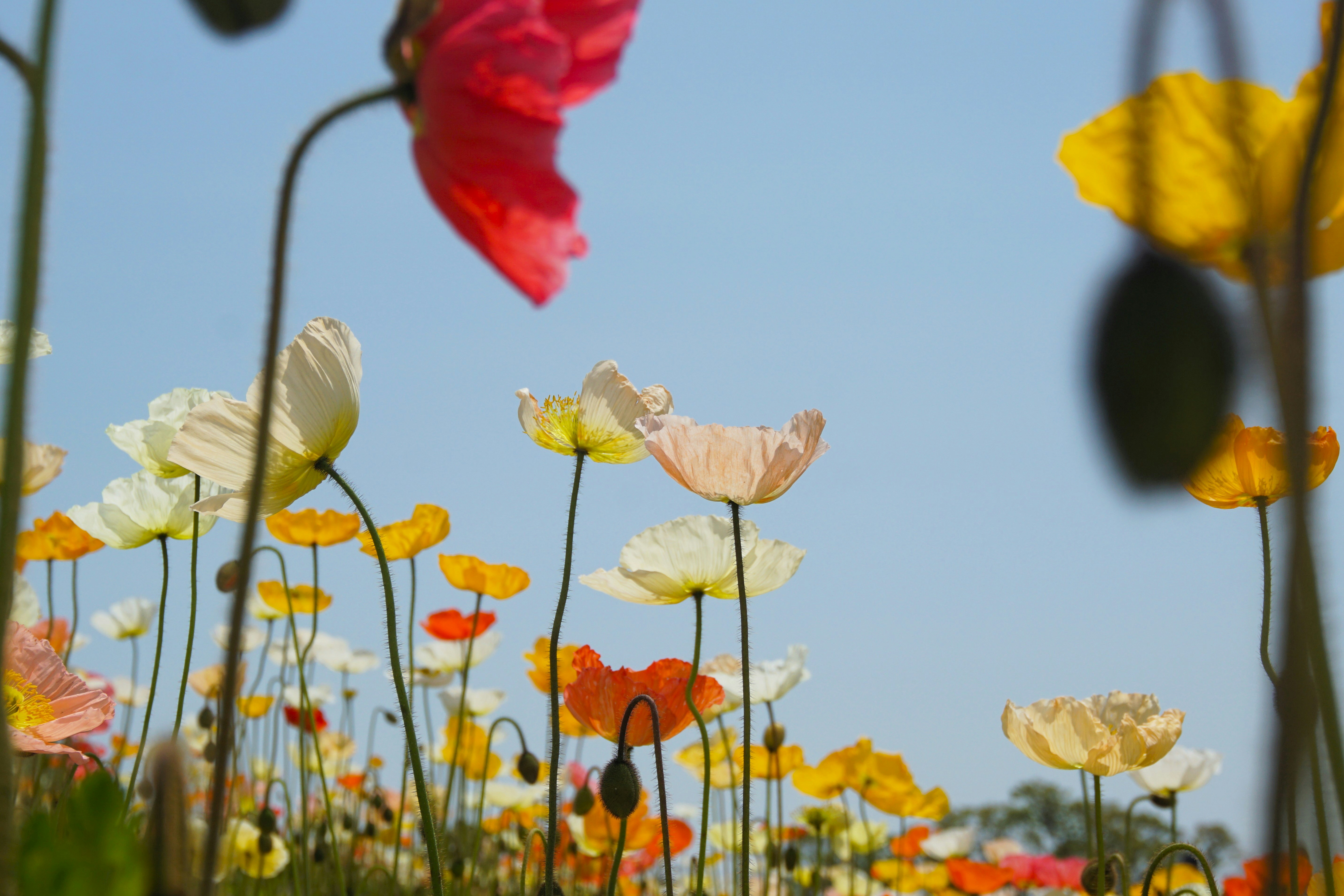 Colorful poppies bloom under a bright blue sky. photo – Free Background ...